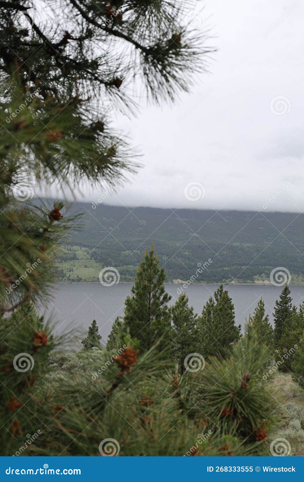 Shot of the Lake through Pine Trees Stock Image - Image of outdoors ...