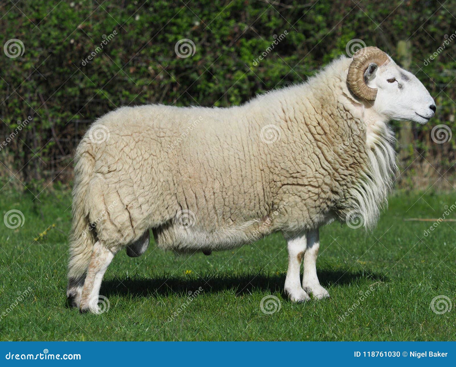 Ram with horns stock photo. Image of agricultural, sheep - 118761030