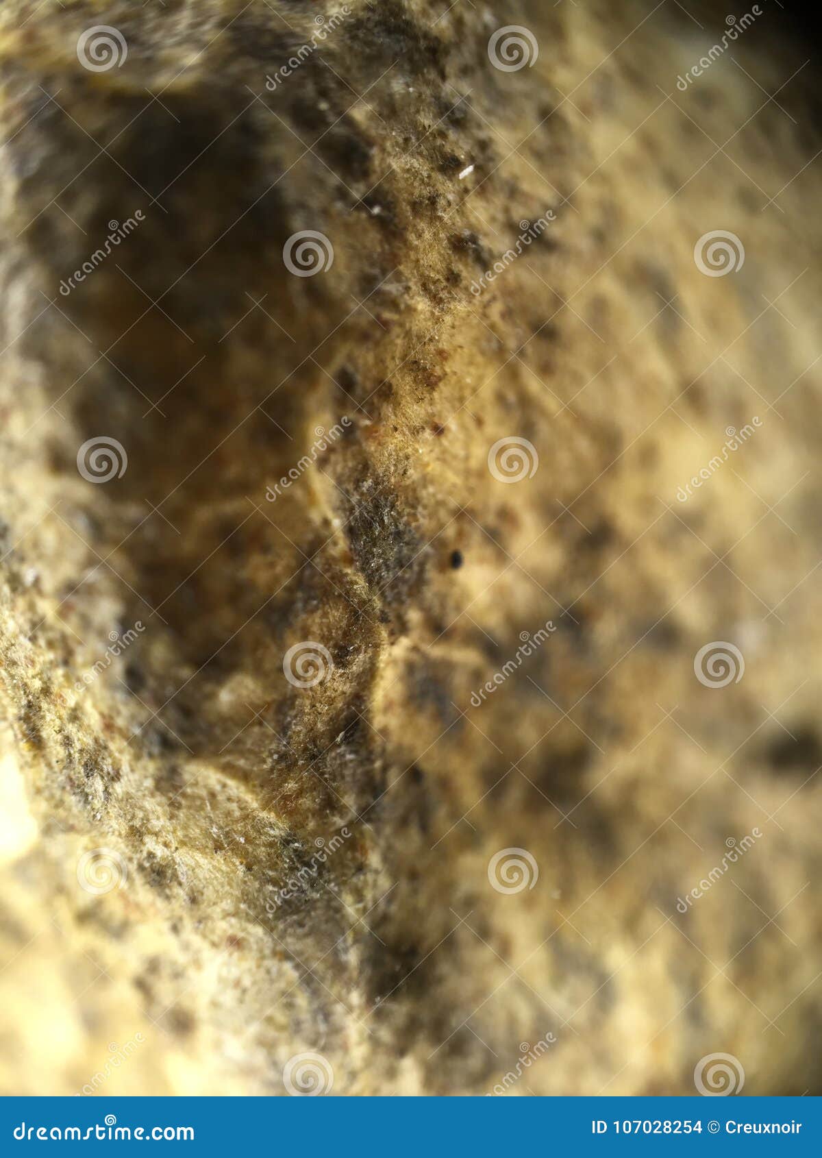 Leaf - 400x Zoom to Plants stock photo. Image of close - 107028254