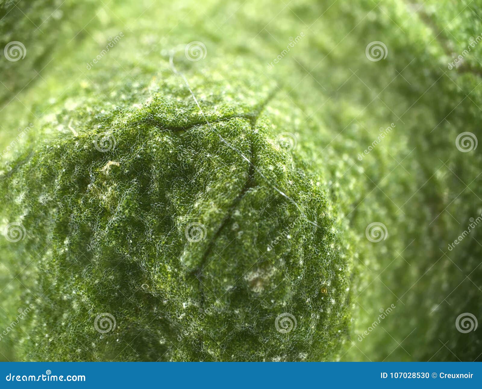 Leaf - 400x Zoom to Plants stock photo. Image of bloom - 107028530