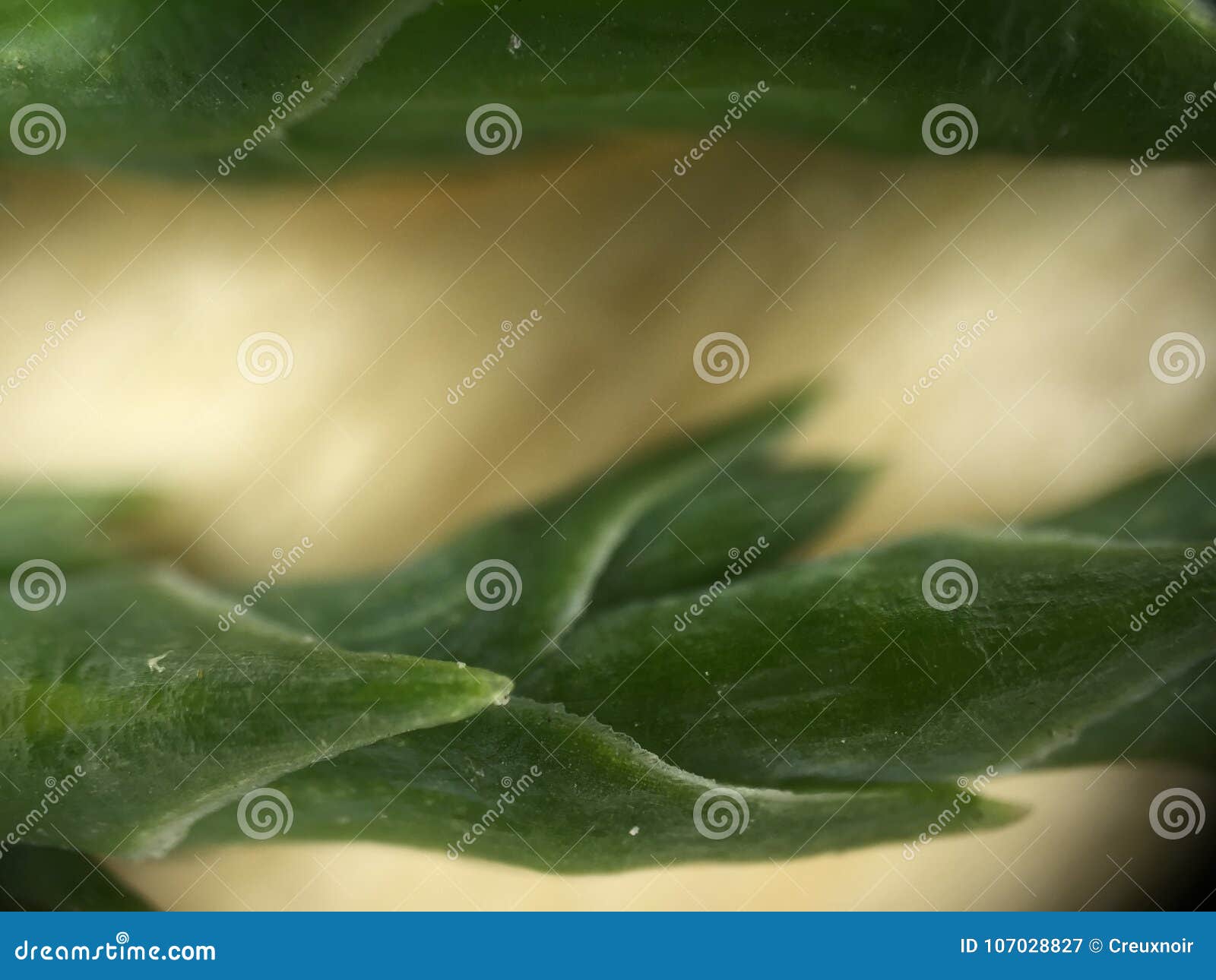 Leaf - 400x Zoom to Plants stock image. Image of life - 107028827