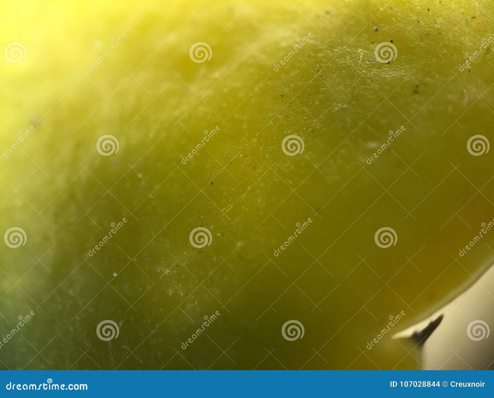 Leaf - 400x Zoom to Plants stock photo. Image of closeup - 107028844