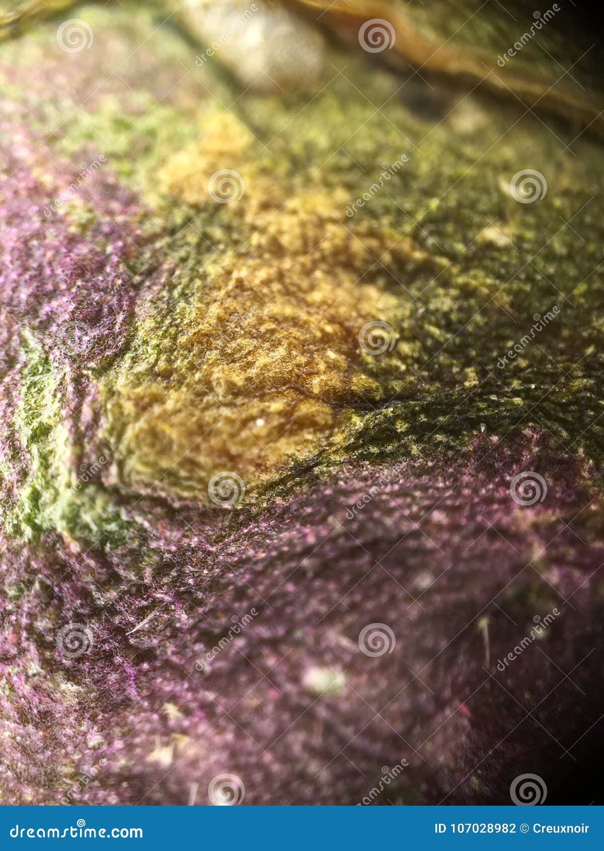 Leaf - 400x Zoom to Plants stock photo. Image of garden - 107028982