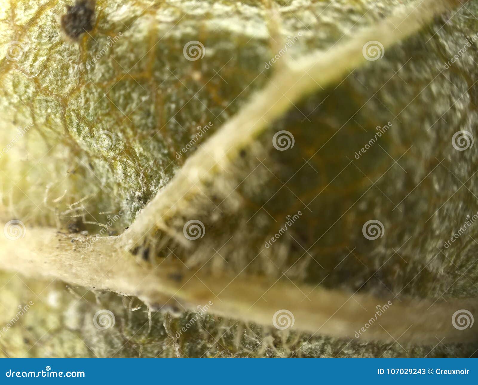 Leaf - 400x Zoom to Plants stock image. Image of botany - 107029243