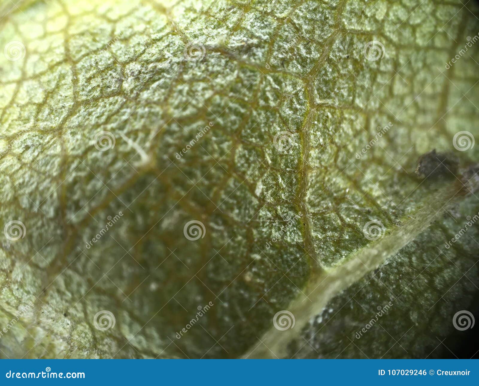 Leaf - 400x Zoom to Plants stock photo. Image of 400x - 107029246
