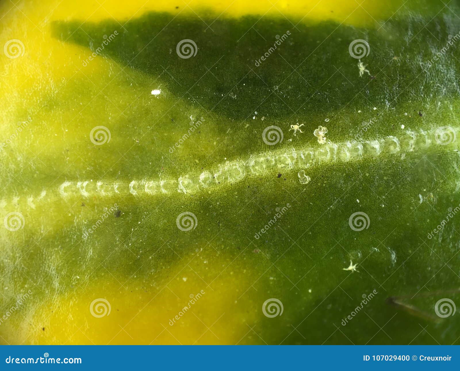 Leaf - 400x Zoom to Plants stock photo. Image of environment - 107029400