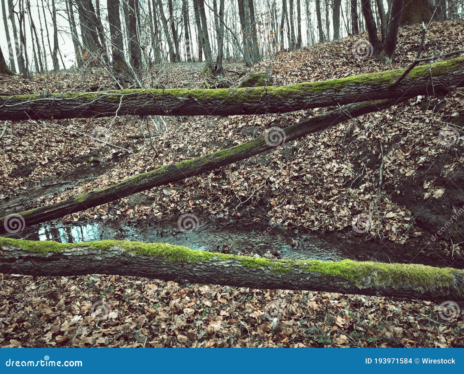 Shot of Mossy Trees Falling Over a Ravine Stock Photo - Image of autumn ...
