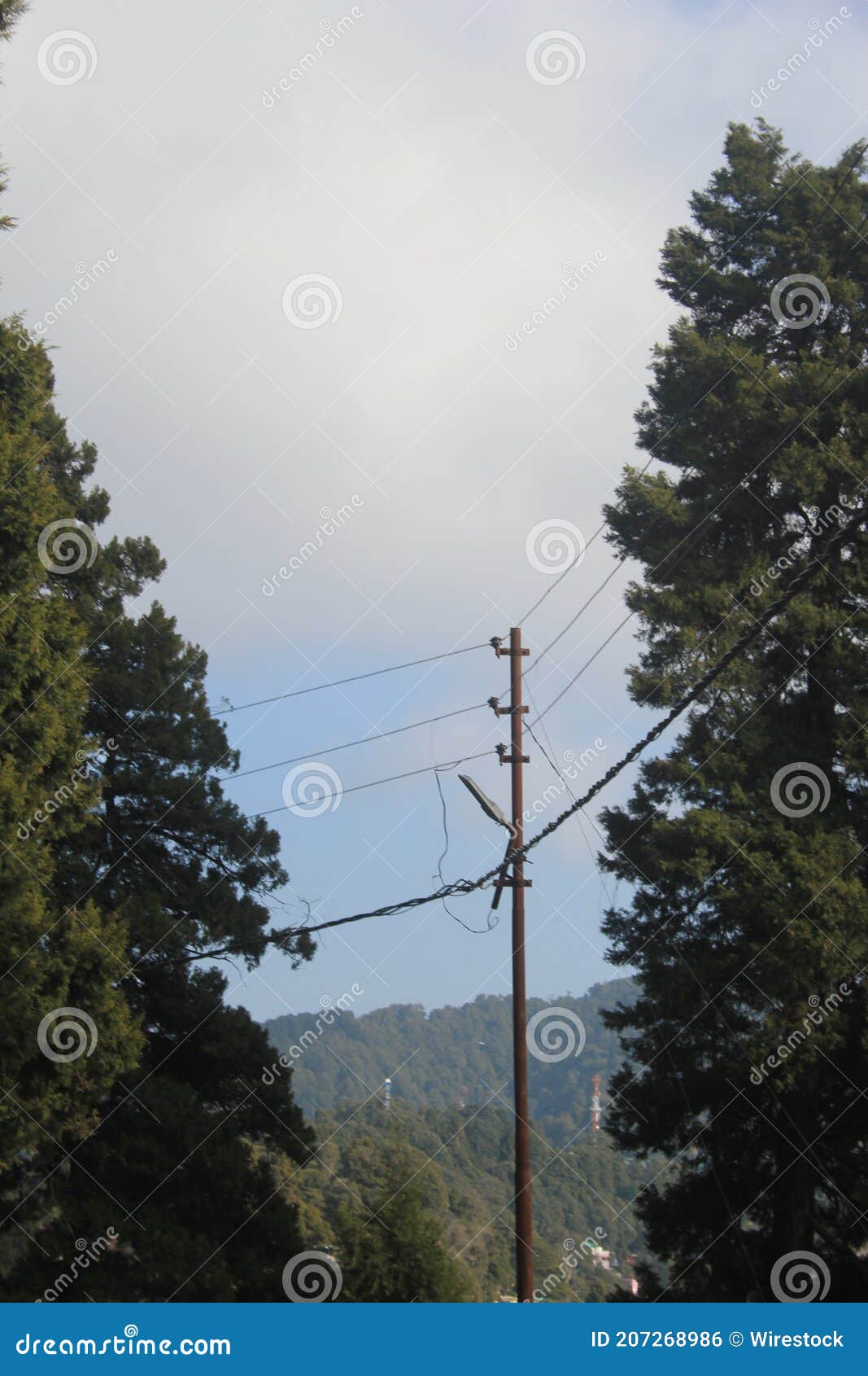 Shot of Overhead Power Lines between Trees Stock Photo - Image of ...