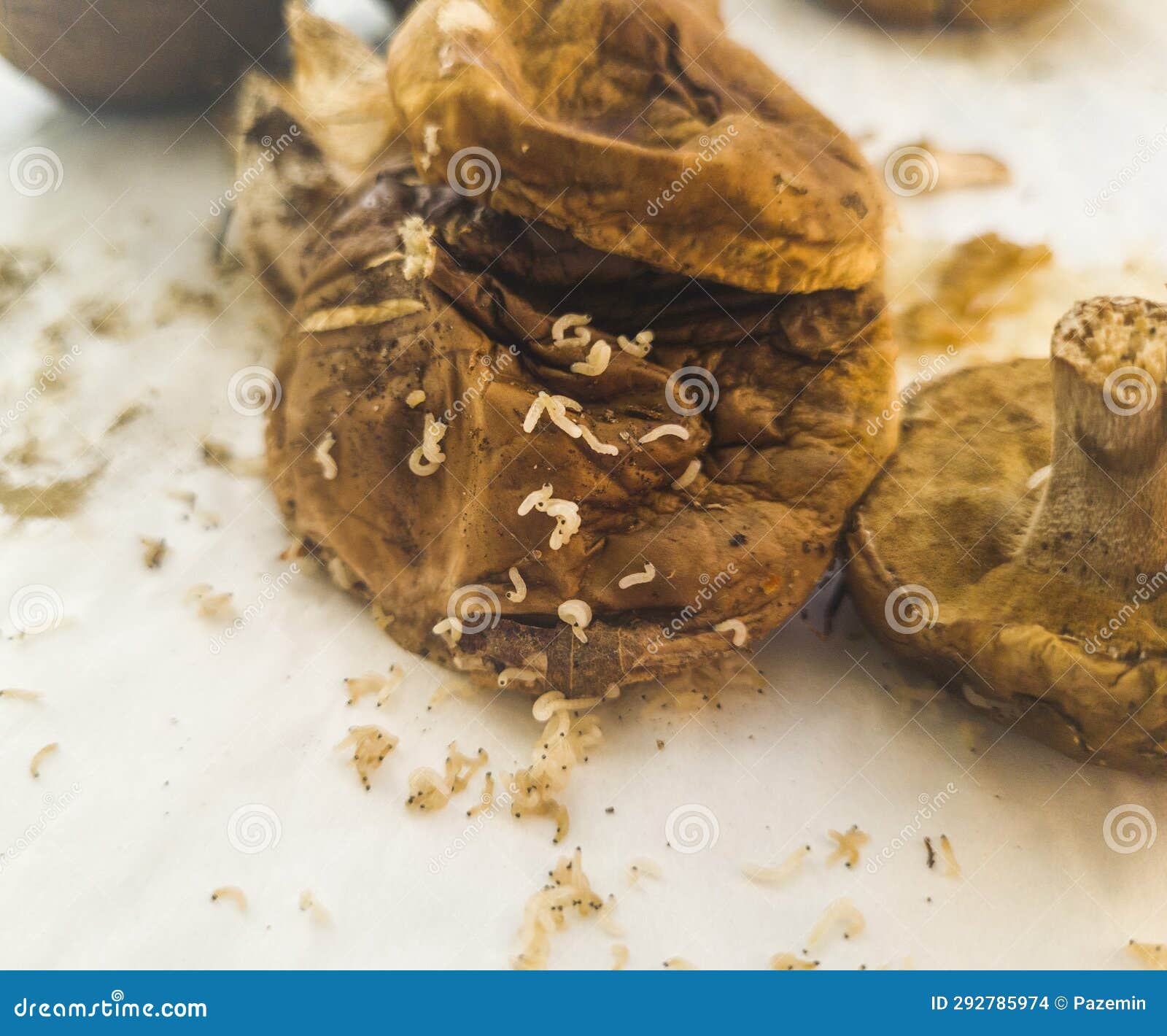Shot of the Parasite Worms on the Rotten Surface. Nature Stock Photo ...