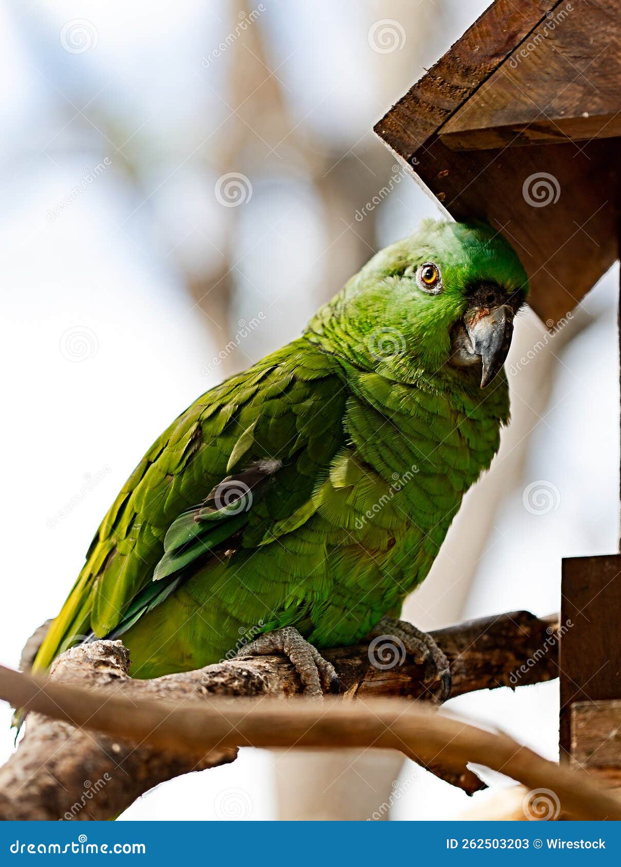Shot of a parrot on a tree stock image. Image of nature - 262503203