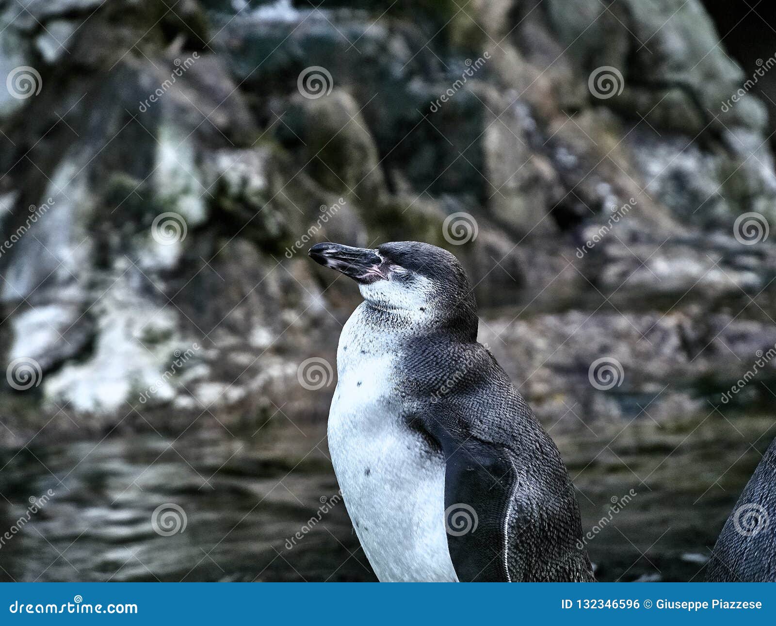 Shot of a penguin stock photo. Image of macaroni, family - 132346596