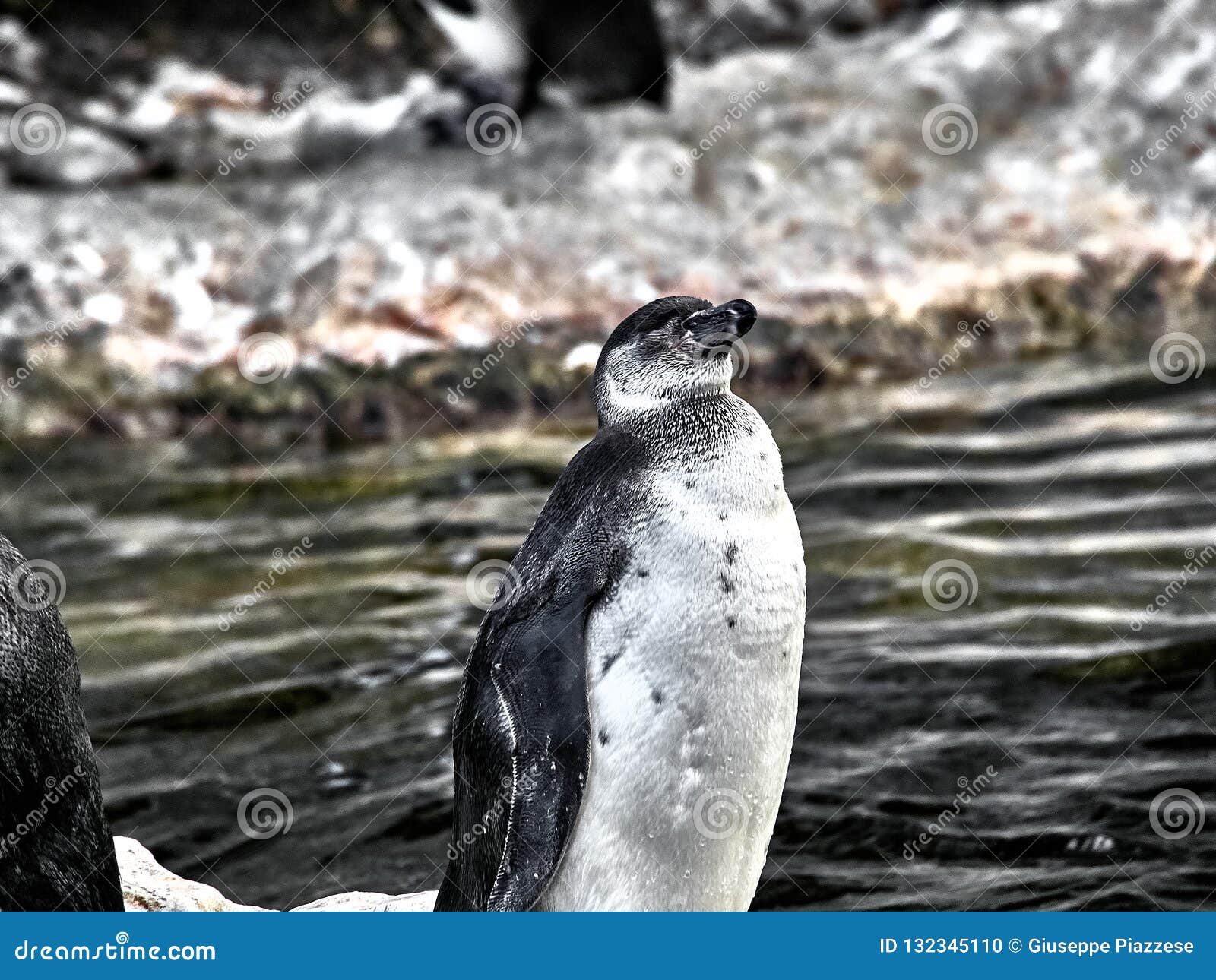Shot of a penguin stock photo. Image of isolated, landscape - 132345110