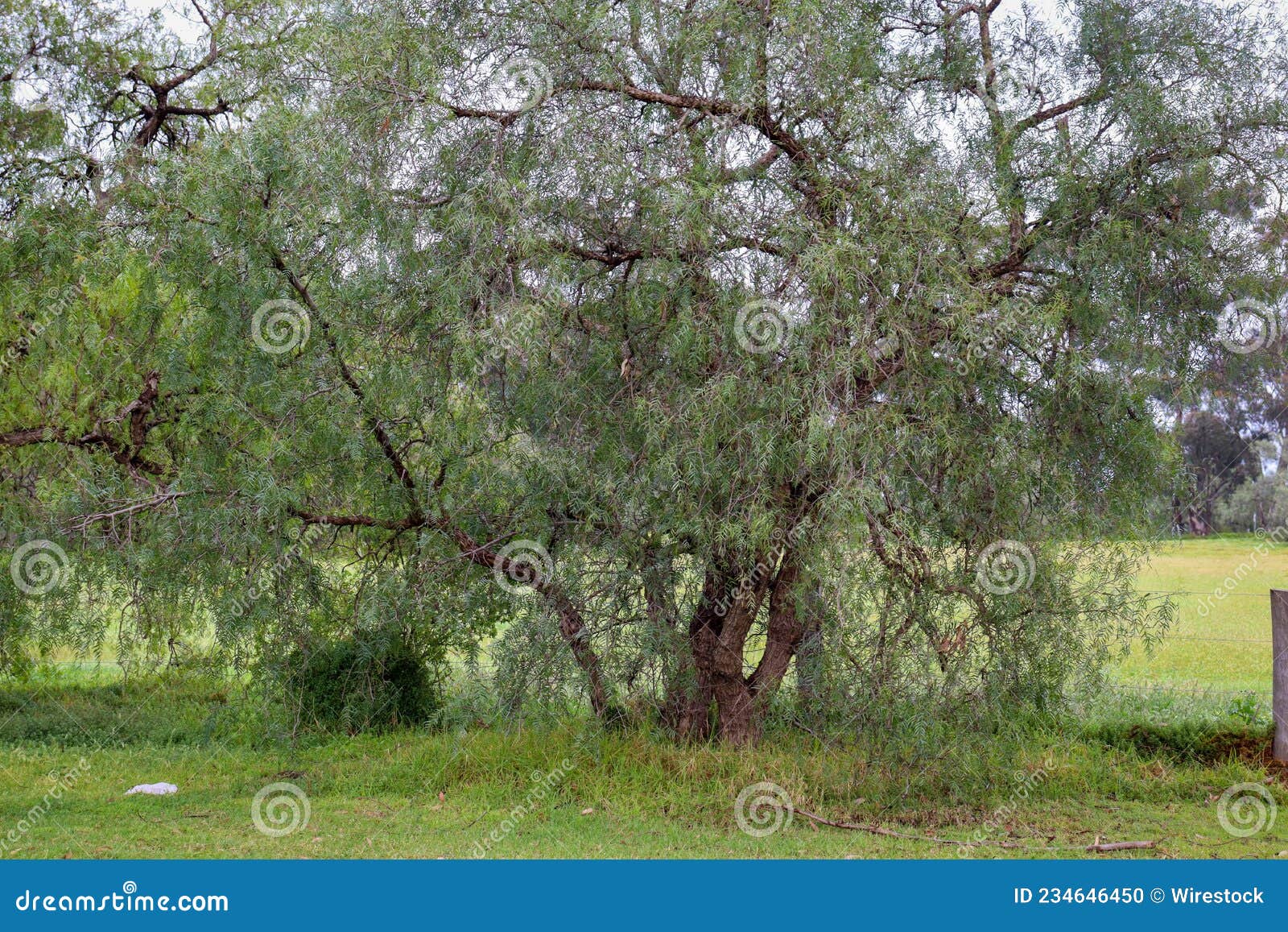 Shot of a Peppercorn Tree in Australian Rural Landscape Stock Photo ...