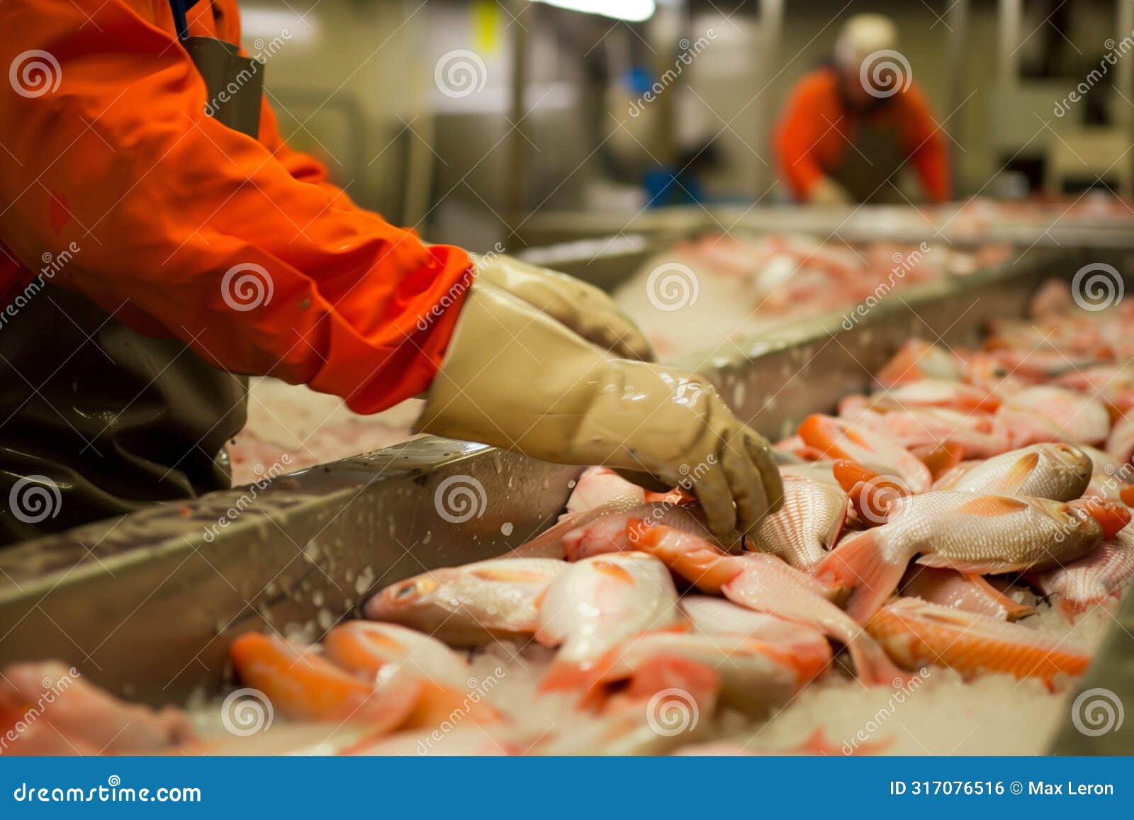 Shot of Person Sorting and Grading Fish in Processing Facility Stock ...