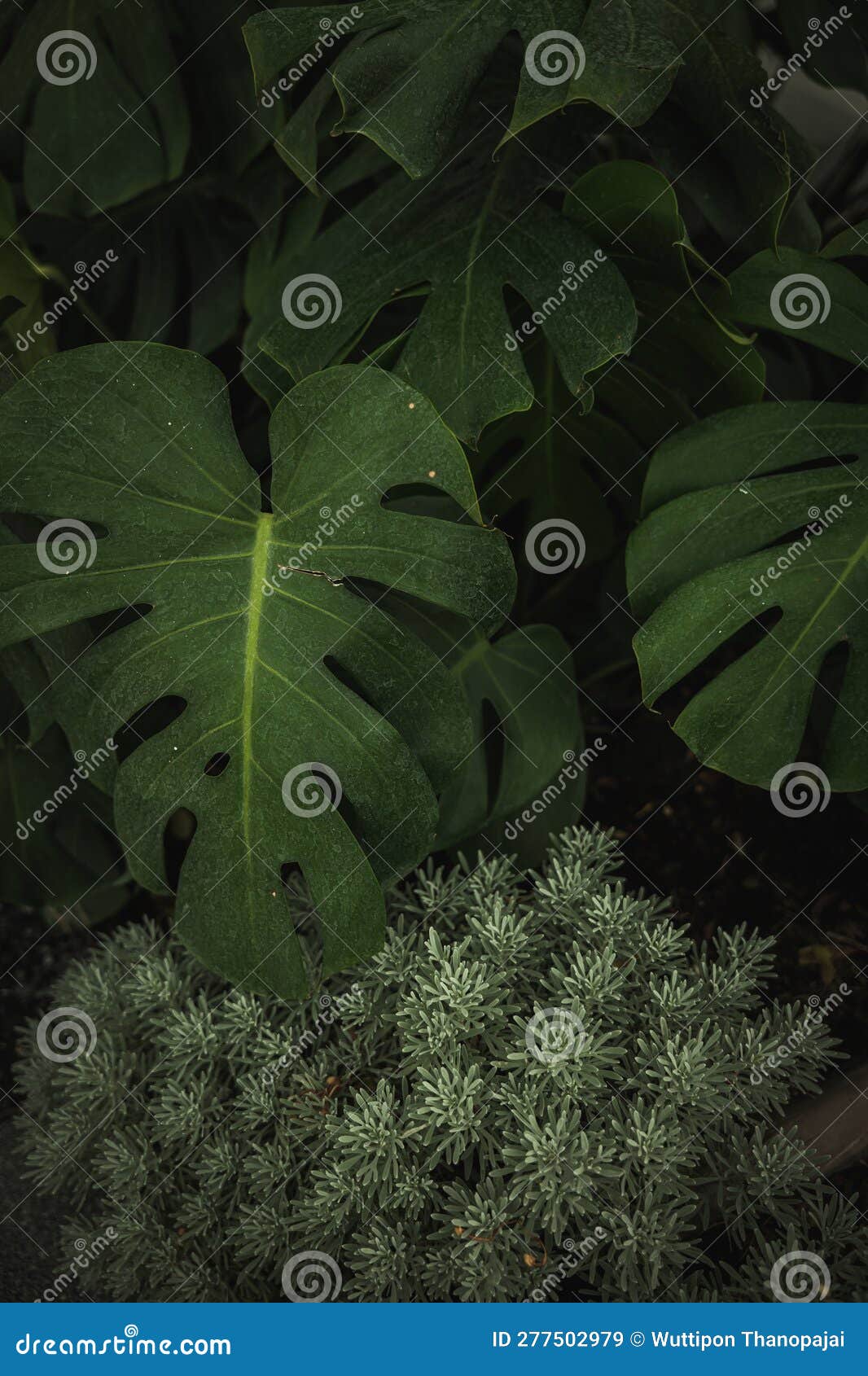 Mini Garden Plant in a Small Space 2 Stock Image - Image of nature ...