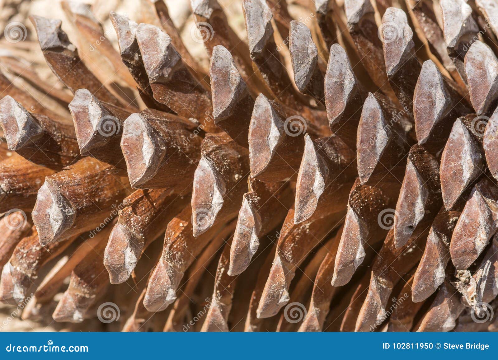 Pine cone structure stock photo. Image of backdrop, macro - 102811950