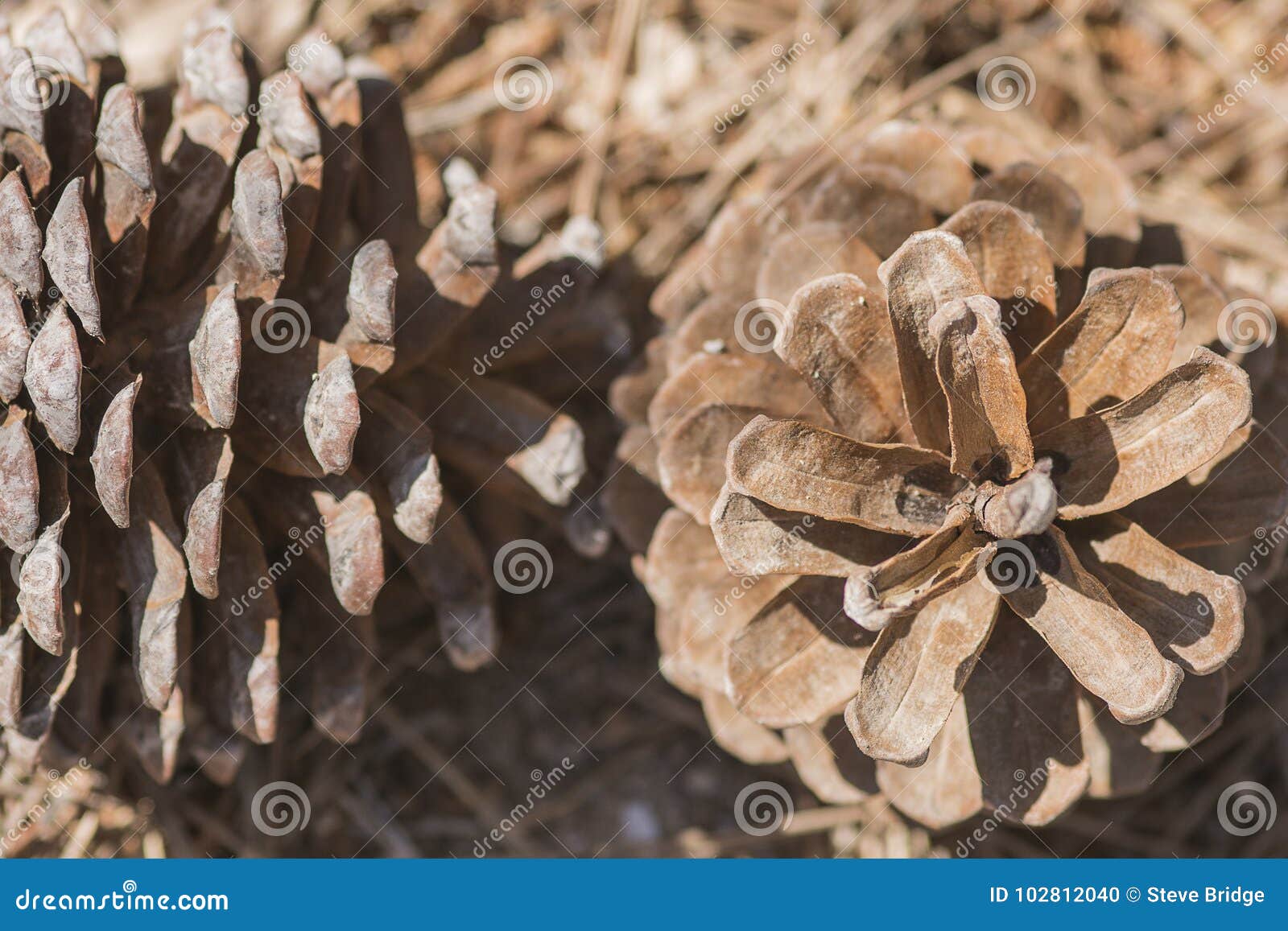 Pine cone structure stock photo. Image of alive, botanical - 102812040