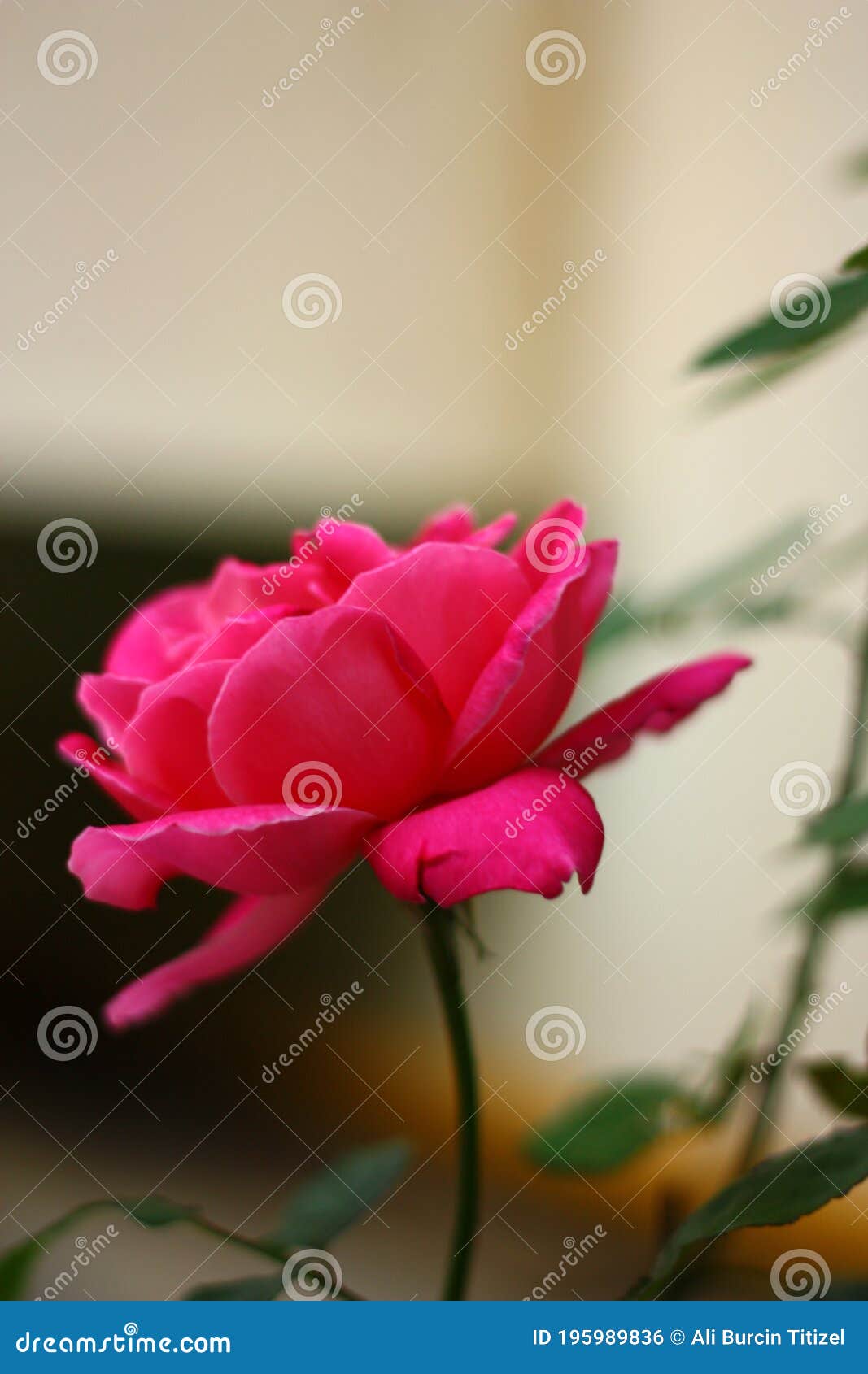 Shot of Pink Rose Alone in Garden. Stock Photo - Image of blossom, pink ...