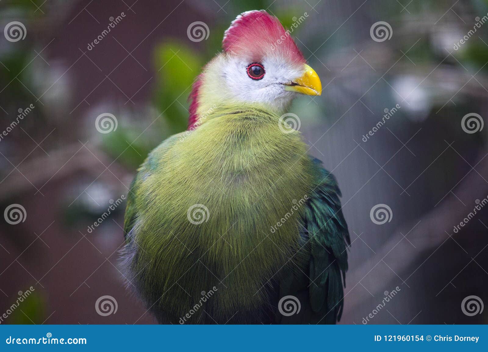 Red Crested Turaco stock photo. Image of natural, beak - 121960154