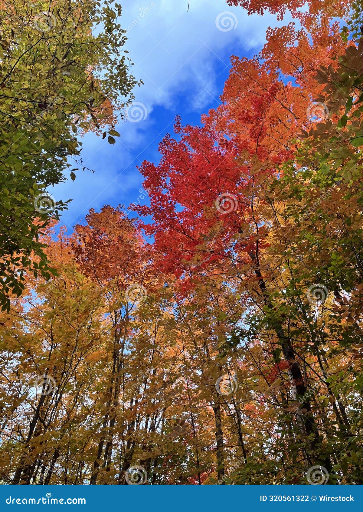 Shot of Red Leaves Enveloping Trees with Clouds in the Backdrop Stock ...