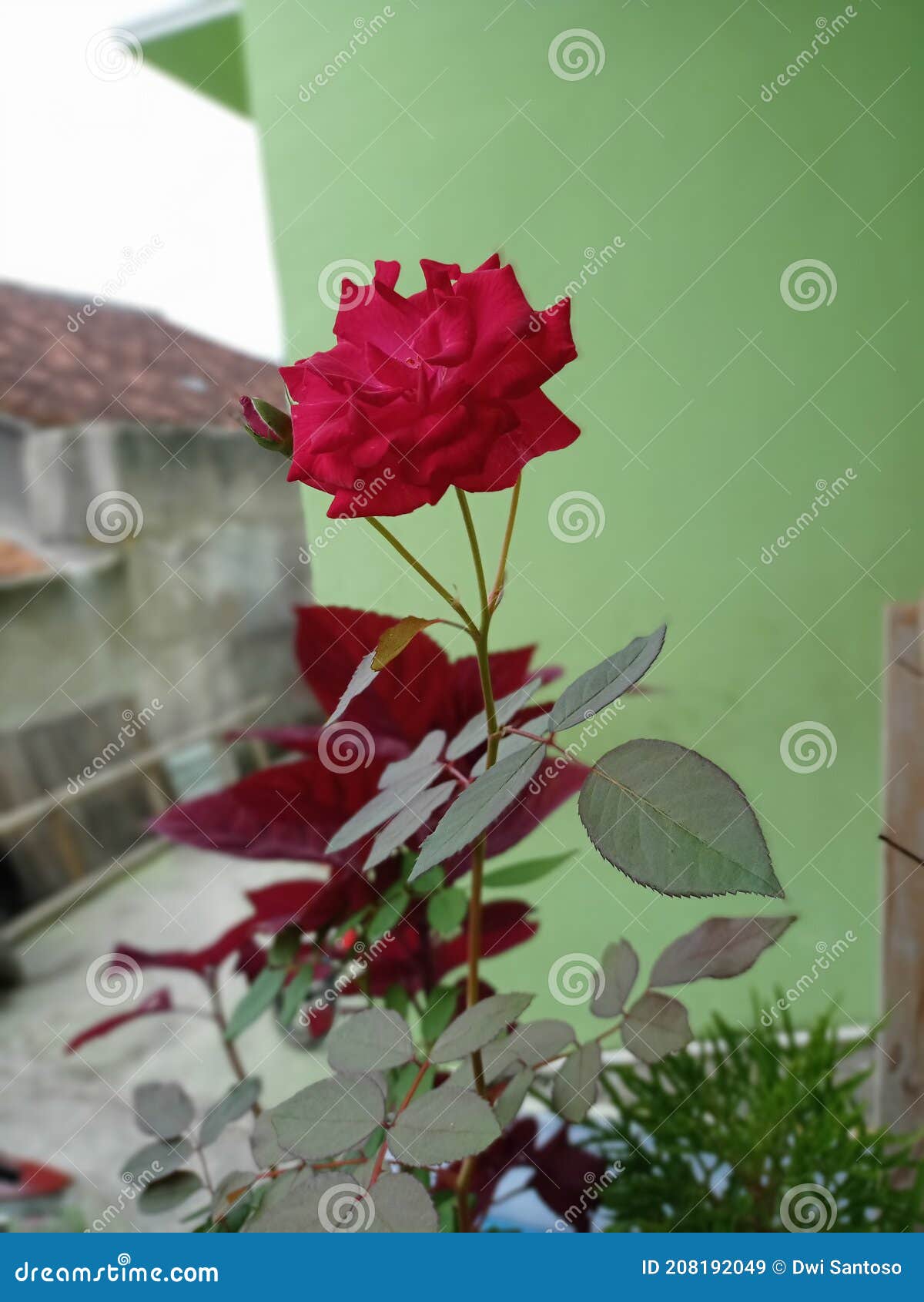 Shot of the Red Rose from the Front-angle View Stock Image - Image of ...
