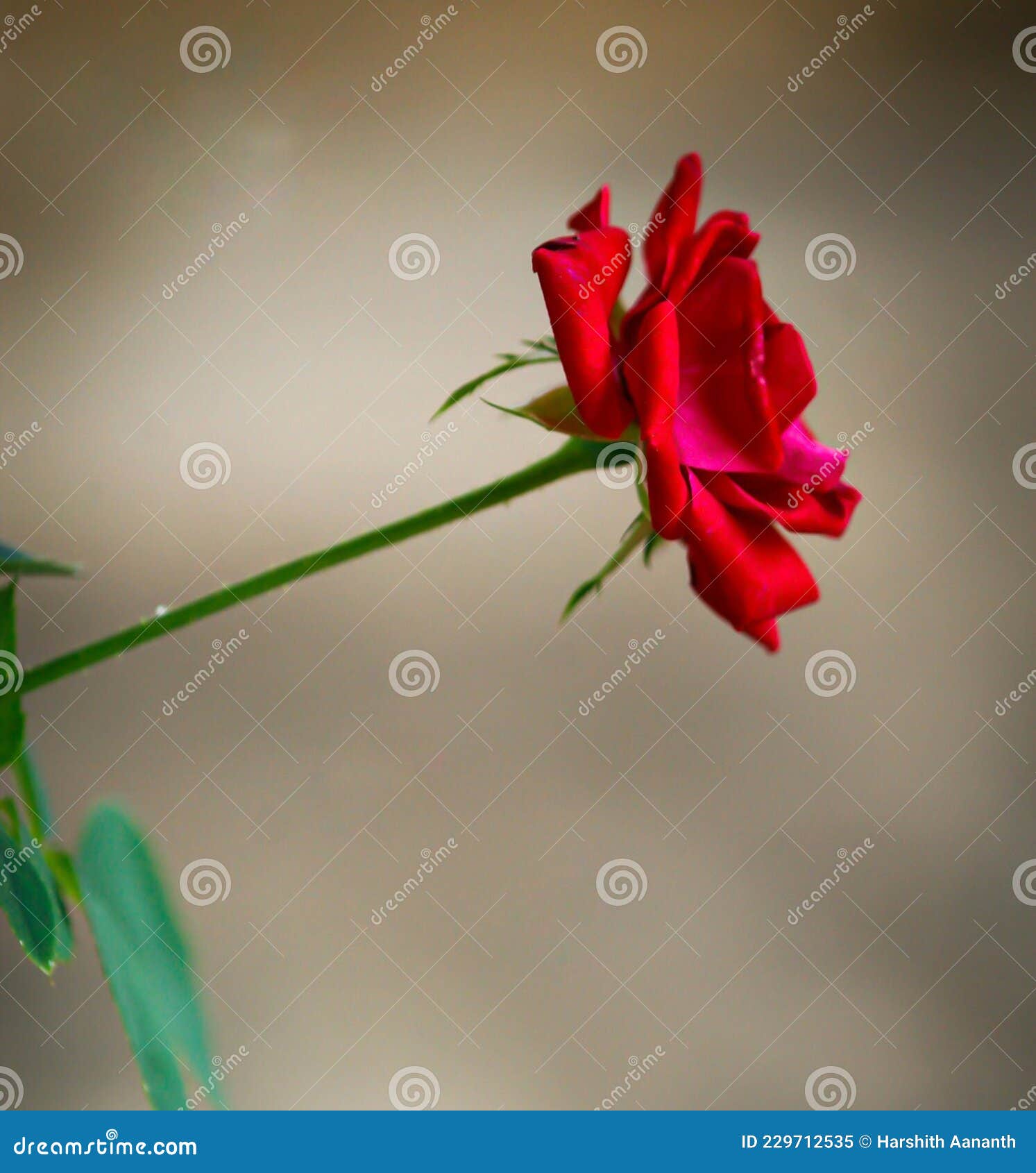 Shot of a Red Rose from the Side View. Stock Image - Image of festive ...