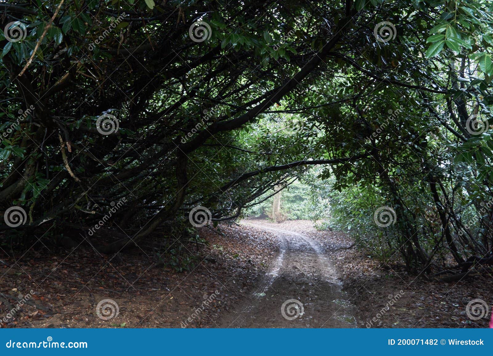 Shot of a road under trees stock photo. Image of meadow - 200071482