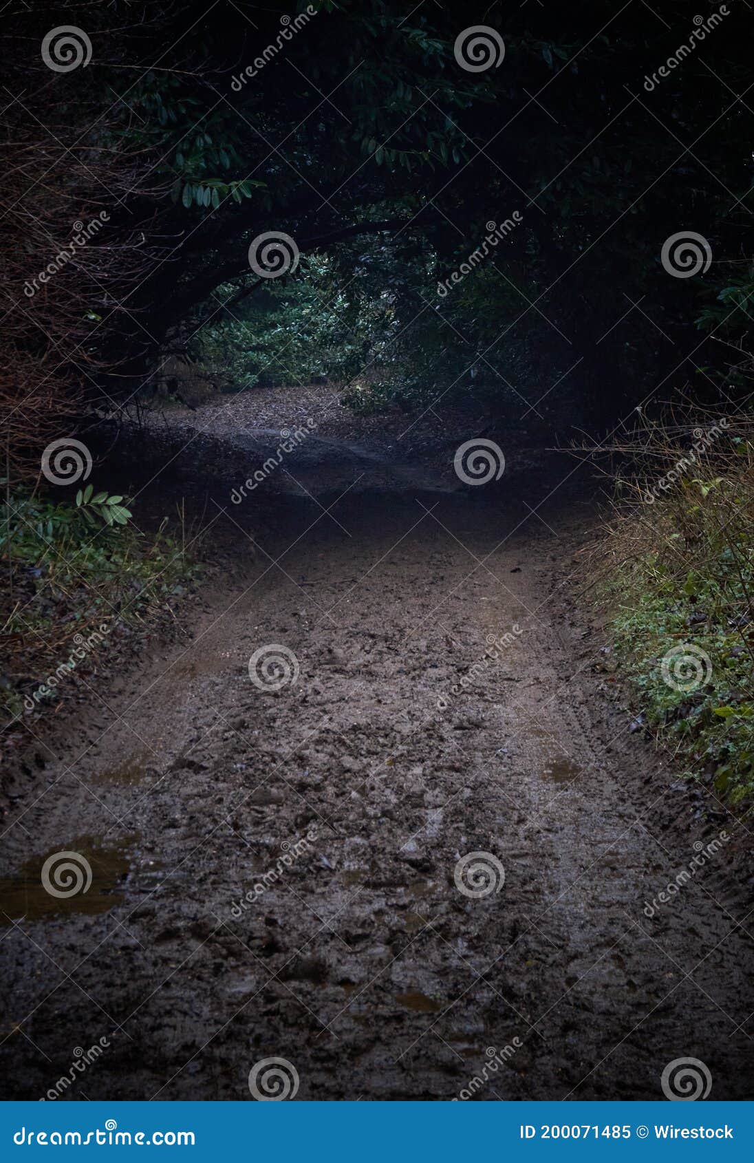 Shot of a road under trees stock image. Image of outside - 200071485