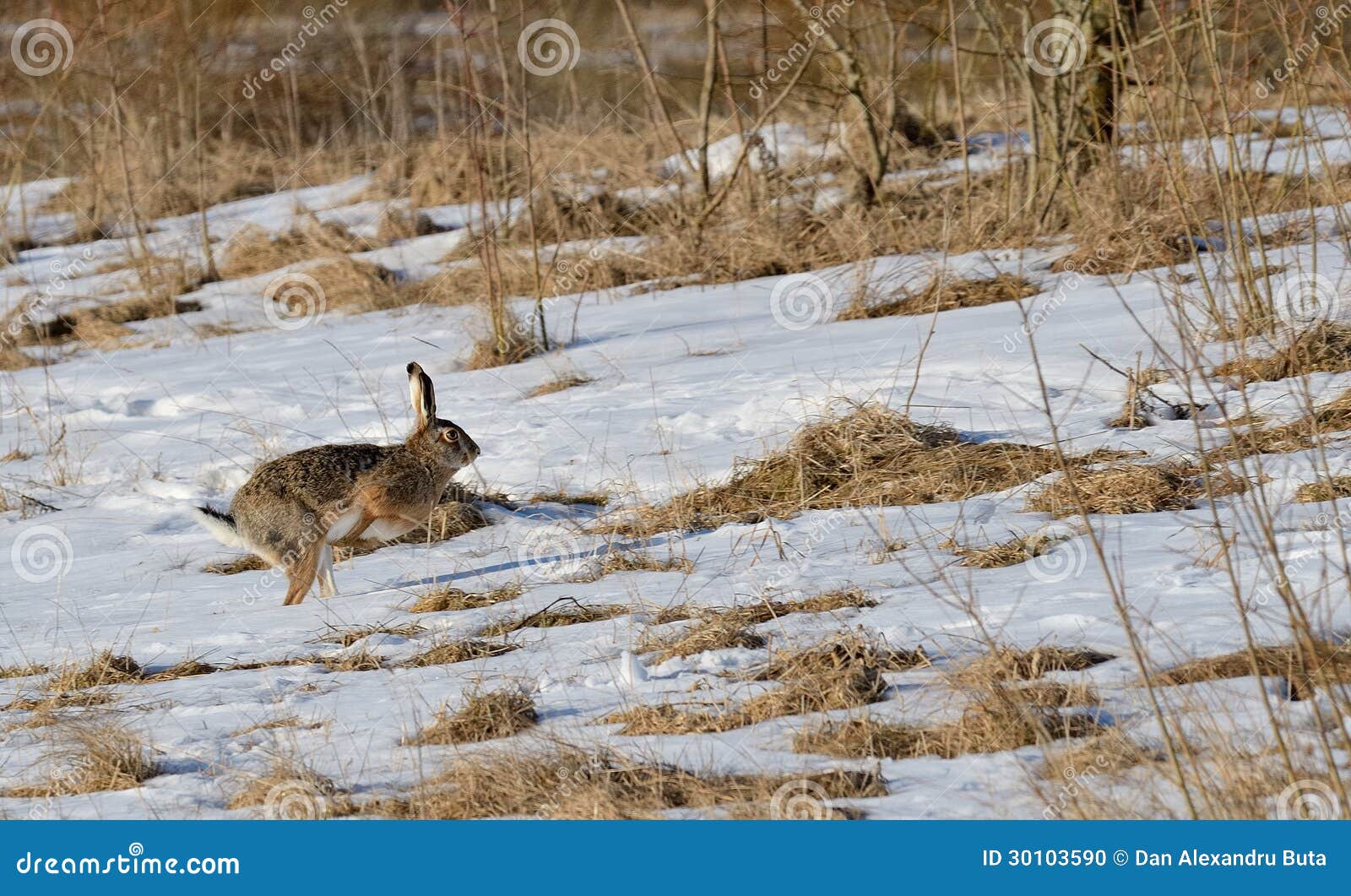 Running bunny stock photo. Image of animal, furry, scared - 30103590