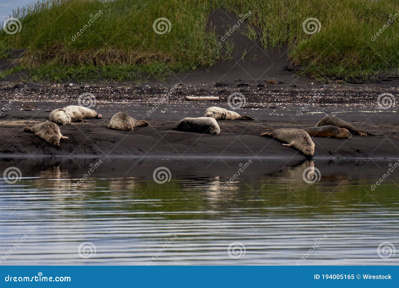 Shot of Seals Chilling in an Island Stock Image - Image of beach ...