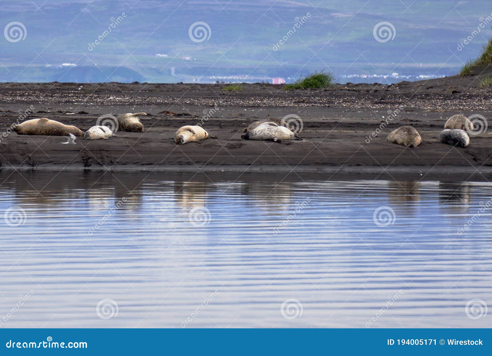 Shot of Seals Chilling in an Island Stock Image - Image of shore ...