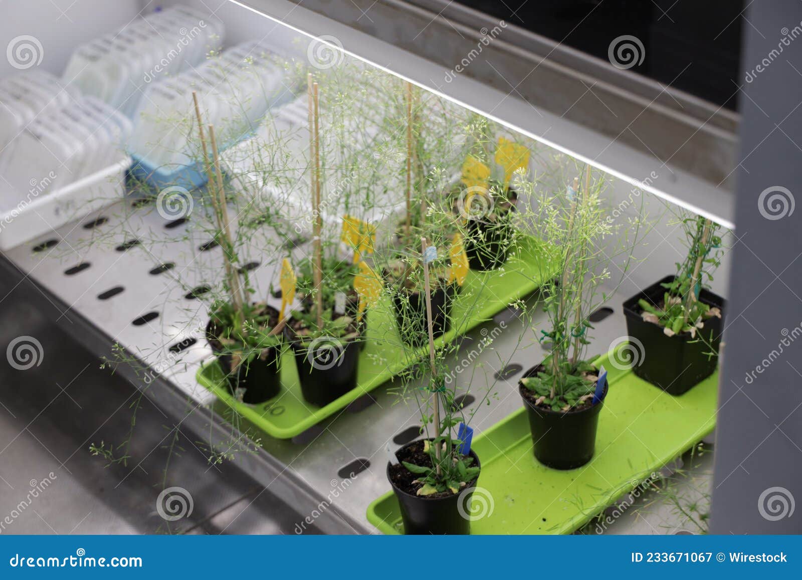 Shot of Seedlings on a Freezer in a Laboratory Stock Image - Image of ...