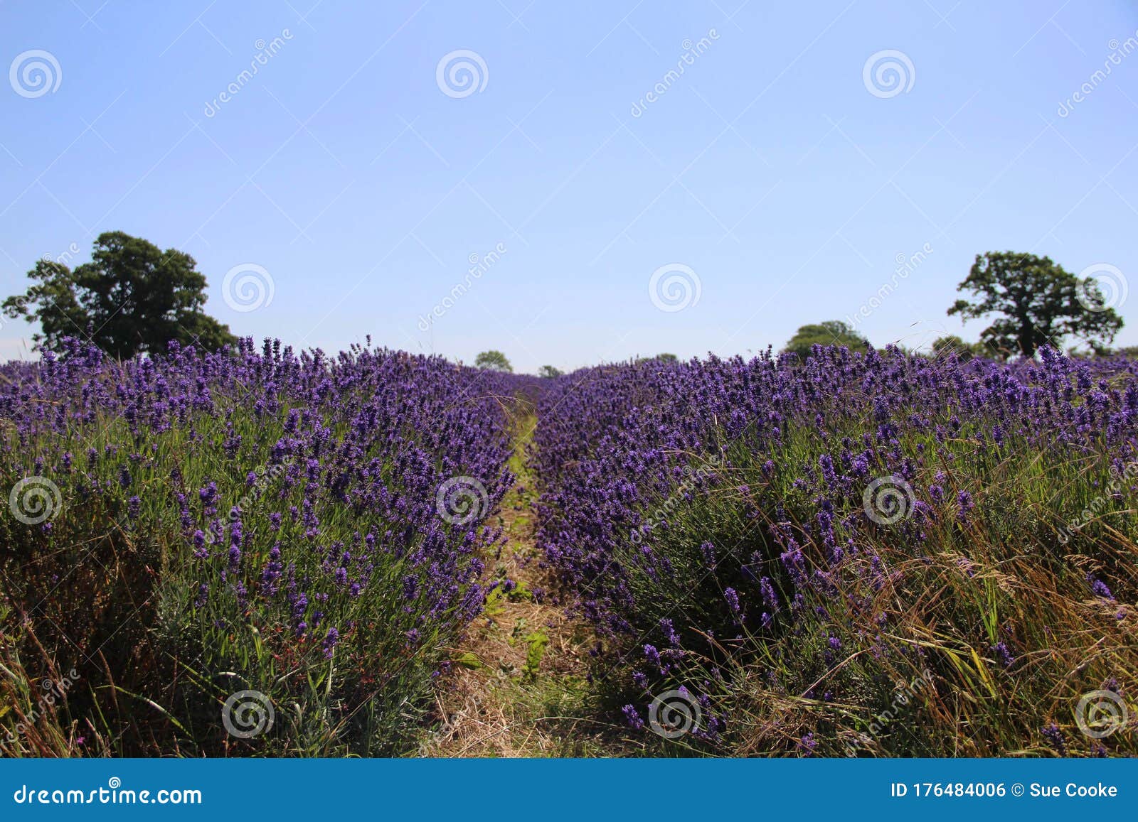 Through the Lavender Field stock photo. Image of landscape - 176484006