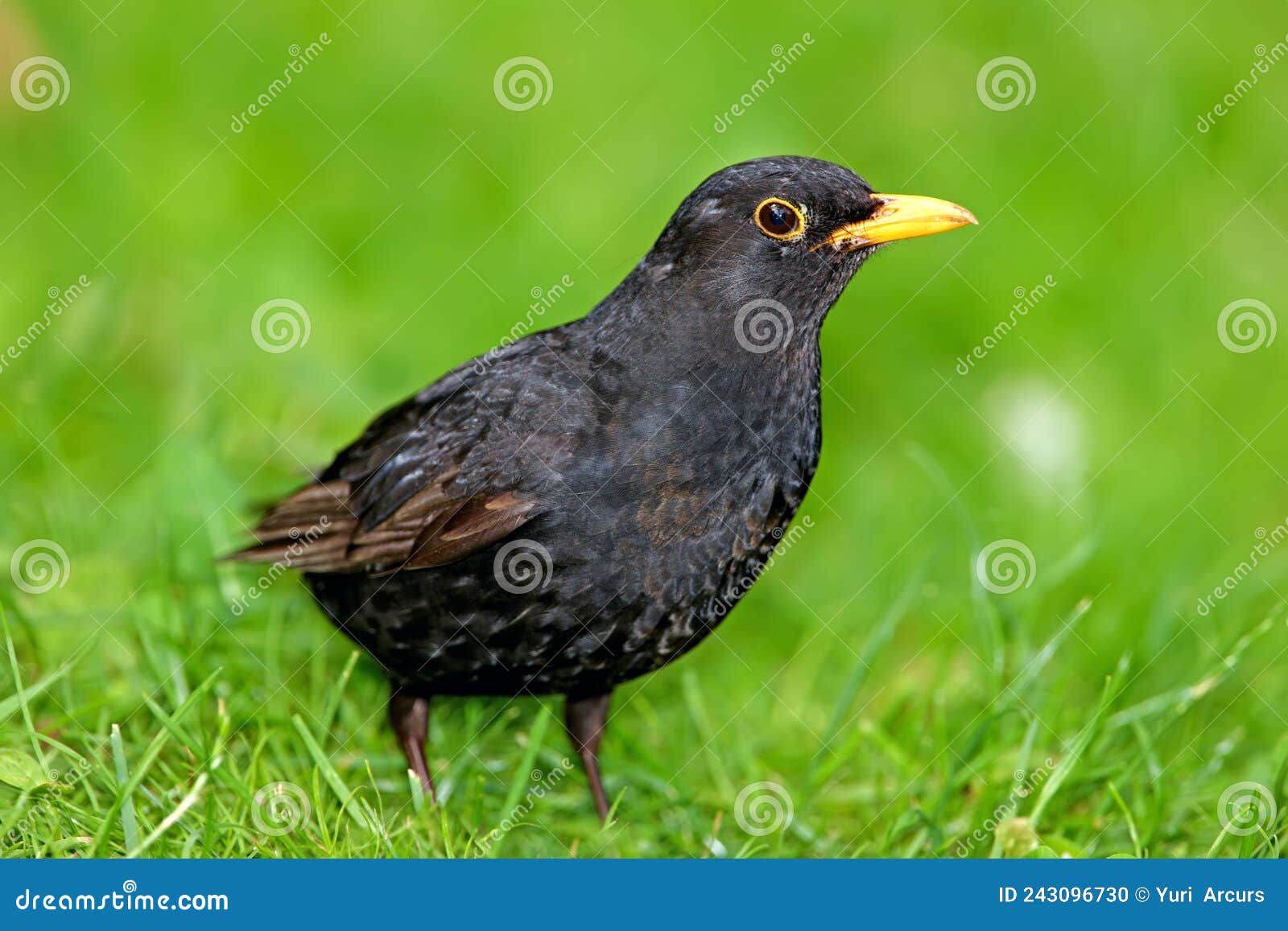 Blackbird. Shot of a Single Bird Outdoors. Stock Photo - Image of ...