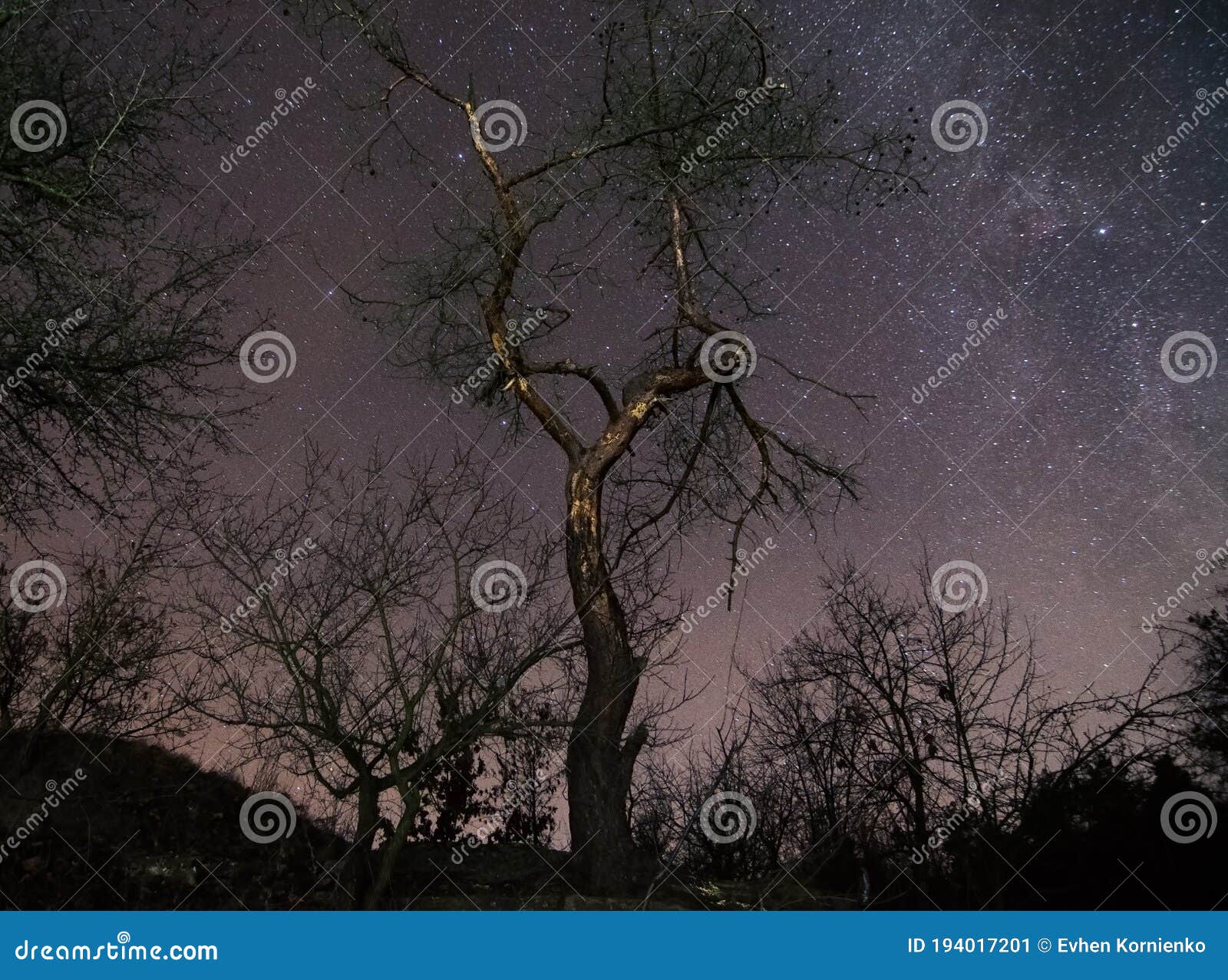 Single tree and starry sky stock image. Image of starry - 194017201