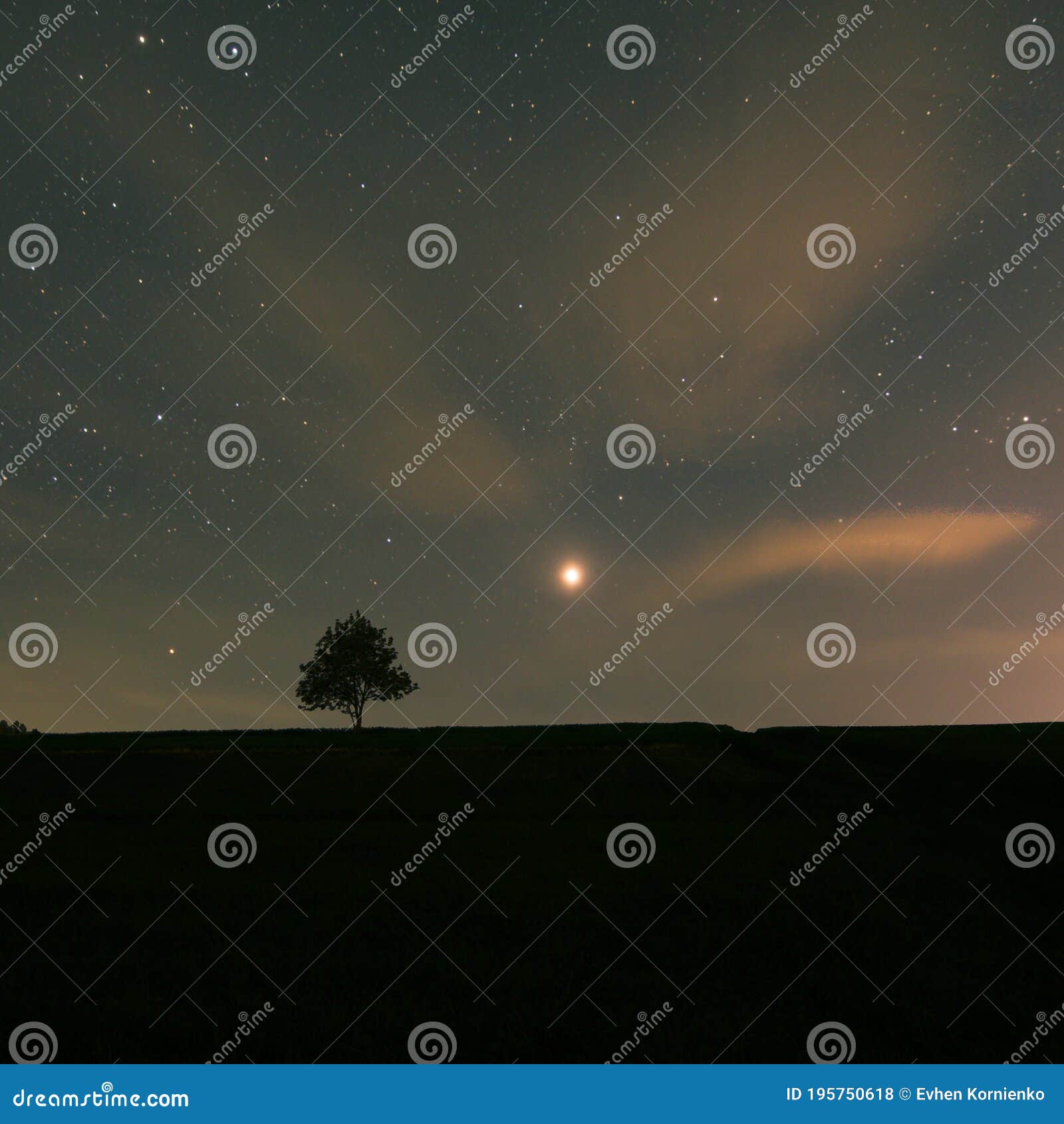 Single Tree Under Starry Sky at Night, Single Tree at Night Stock Photo ...