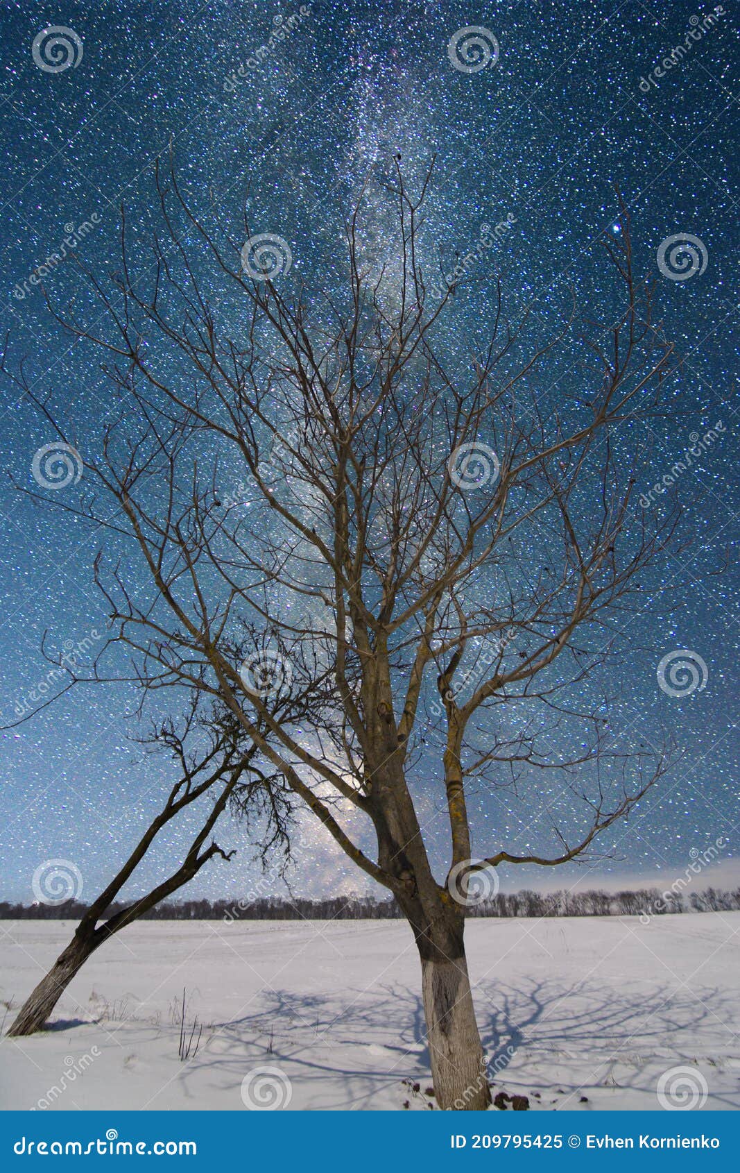 Single Tree in the Winter Night Stock Image - Image of dusk, silhouette ...