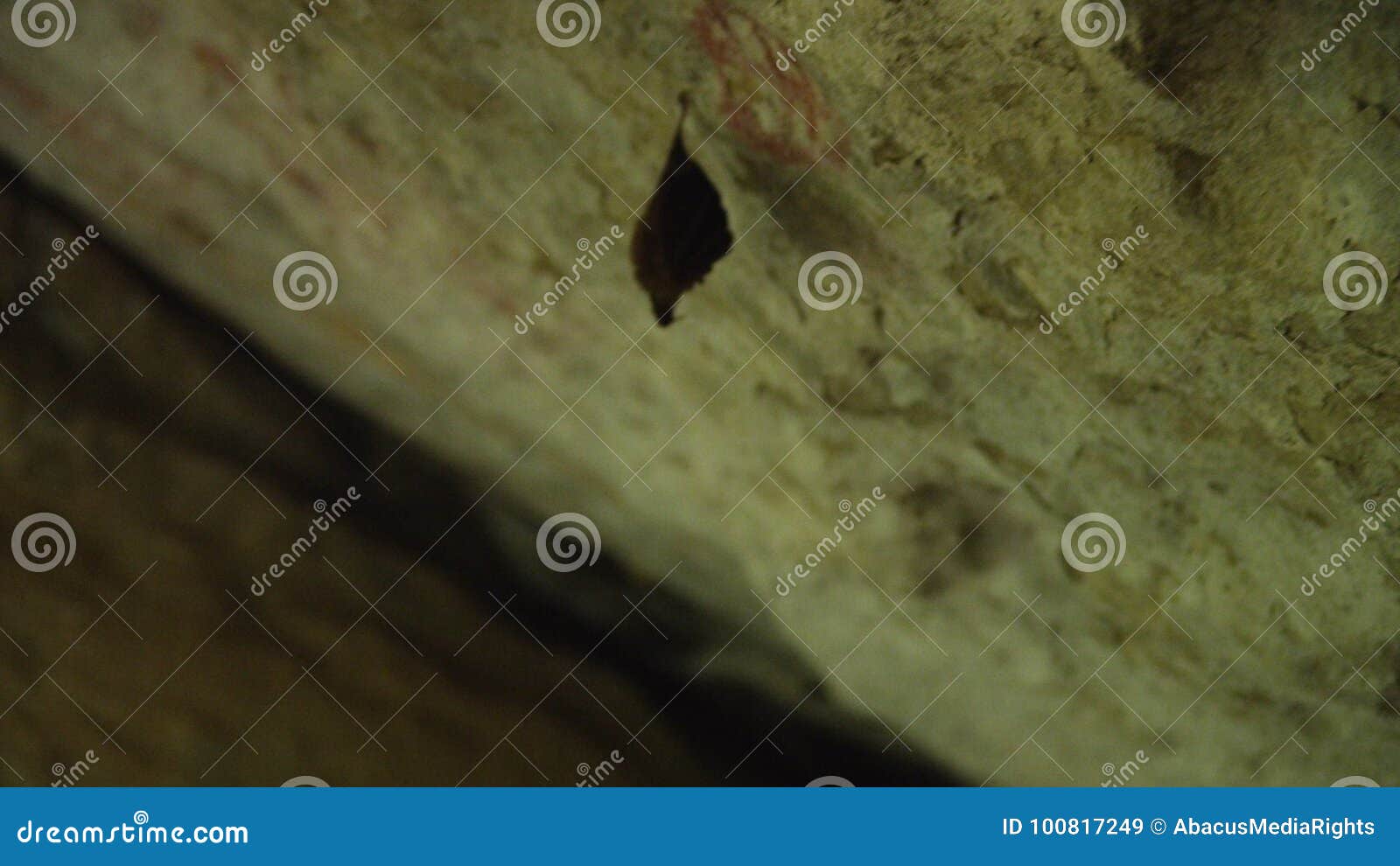 A Single Bat Hanging on Its Natural Habitat Stock Video - Video of ...