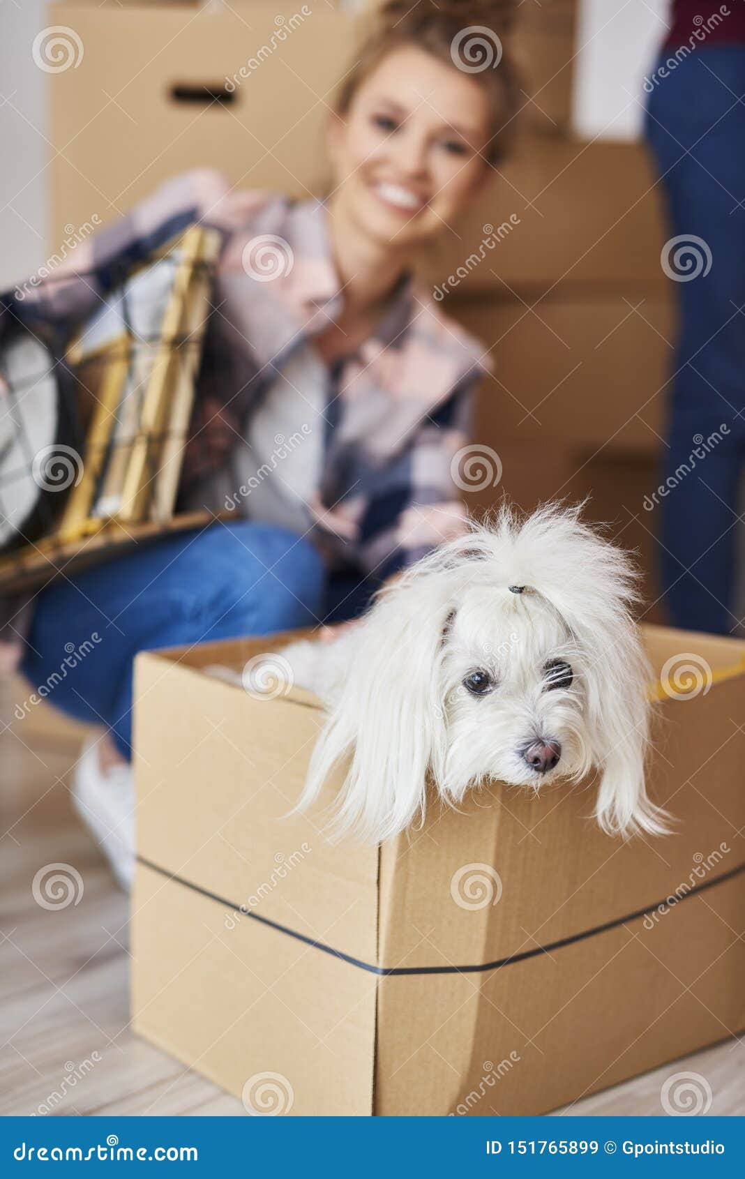 Small Dog Sitting in Moving Box Stock Image - Image of cardboard ...