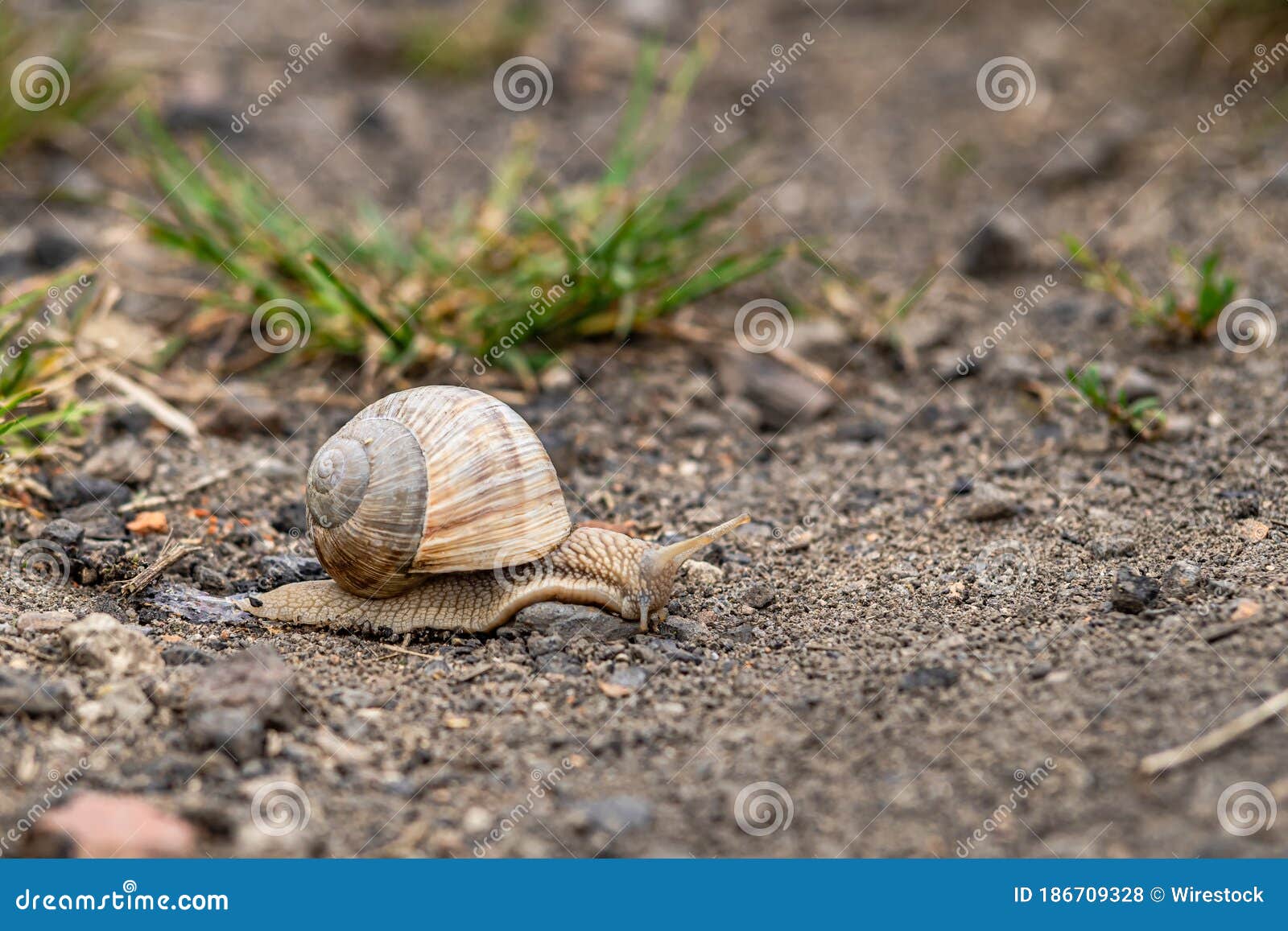 Shot of a Snail with a Big Shell on a Rocky Ground Stock Photo - Image ...