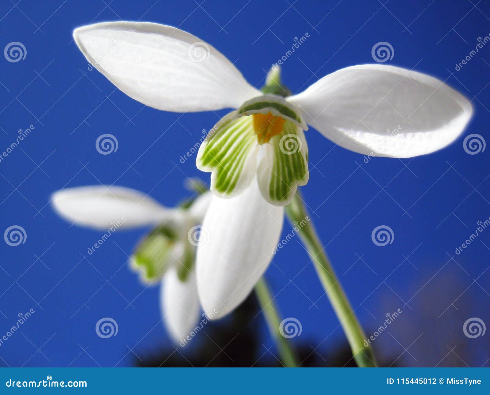 Shot of a Snowdrop Taken from Below Stock Photo - Image of lily, flower ...
