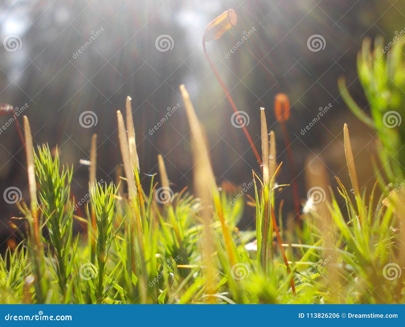 Shot of a spring grass stock photo. Image of details - 113826206