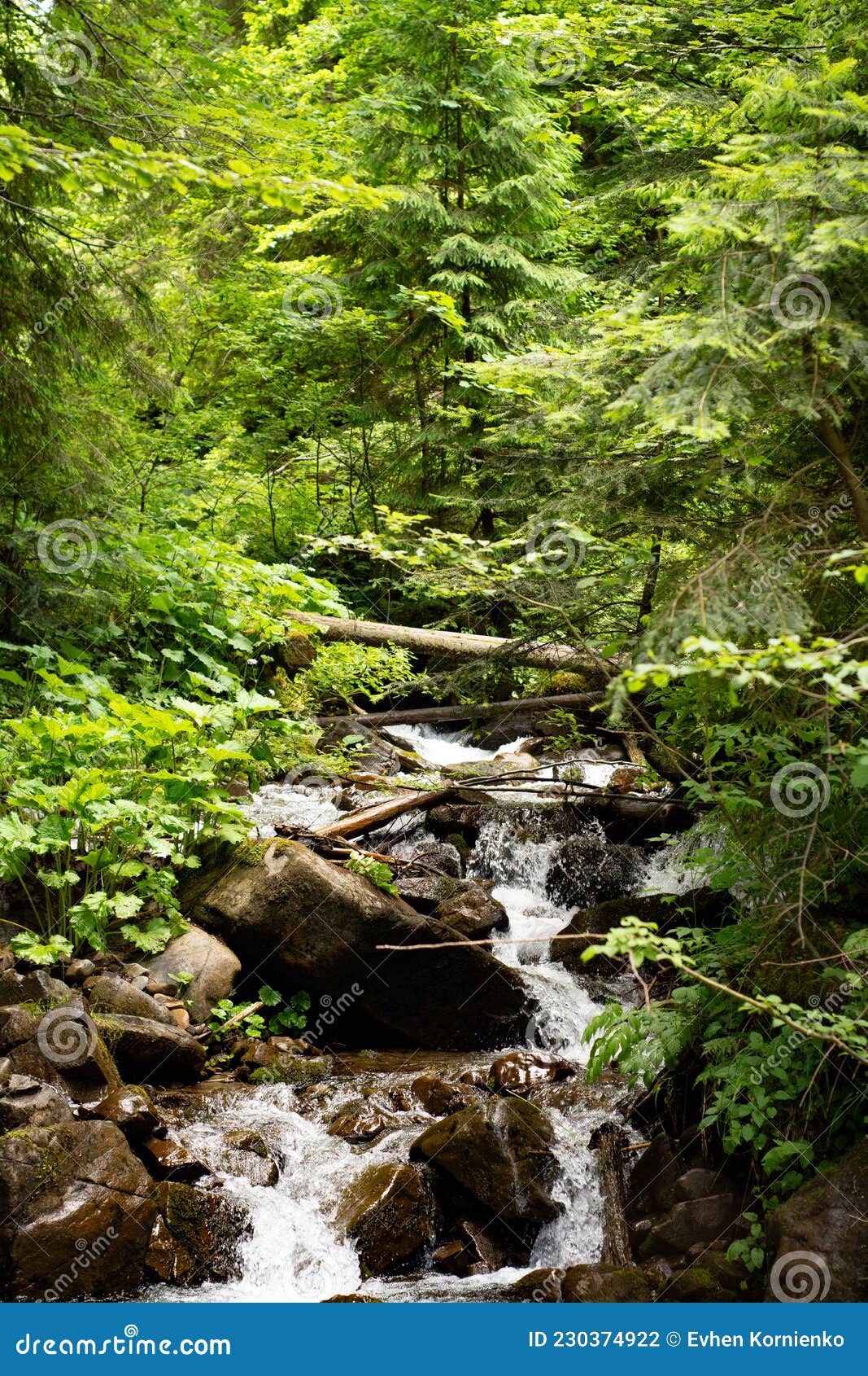 Stream in the forest stock photo. Image of plant, ecology - 230374922