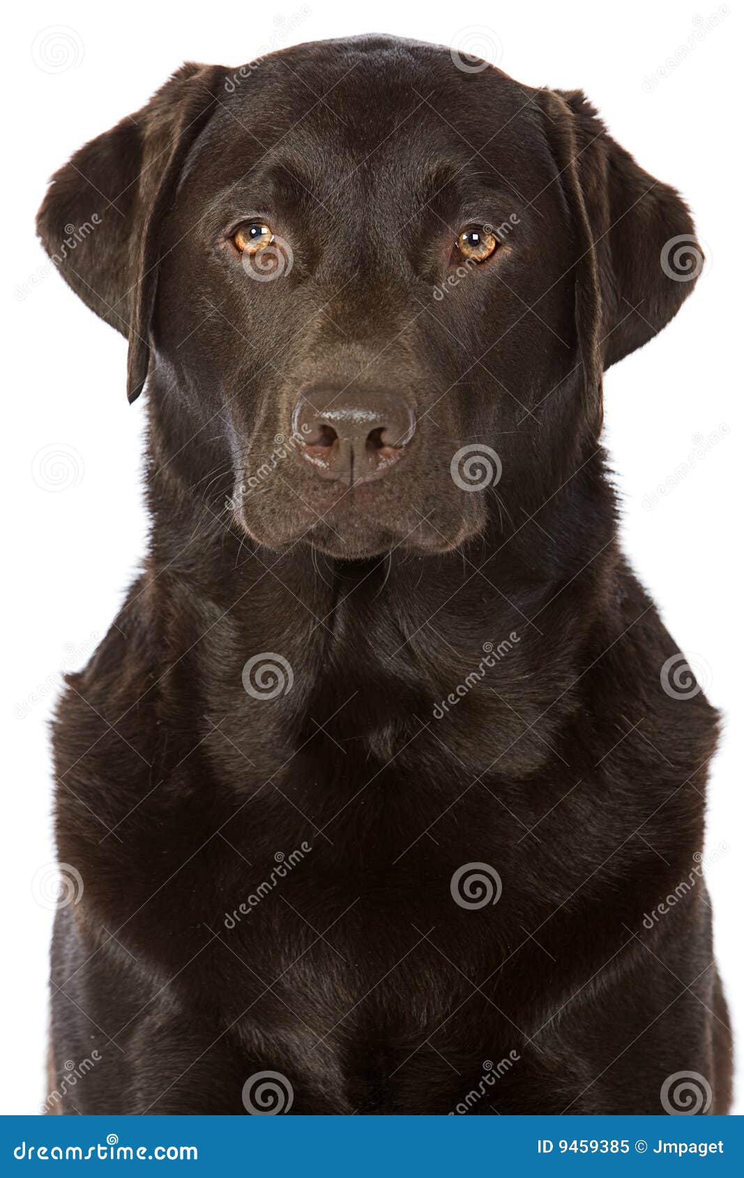 Shot of a Strong Chocolate Labrador Stock Image - Image of brown, proud ...