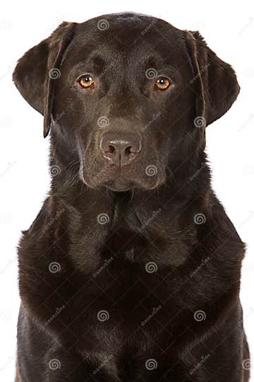Shot of a Strong Chocolate Labrador Stock Image - Image of brown, proud ...