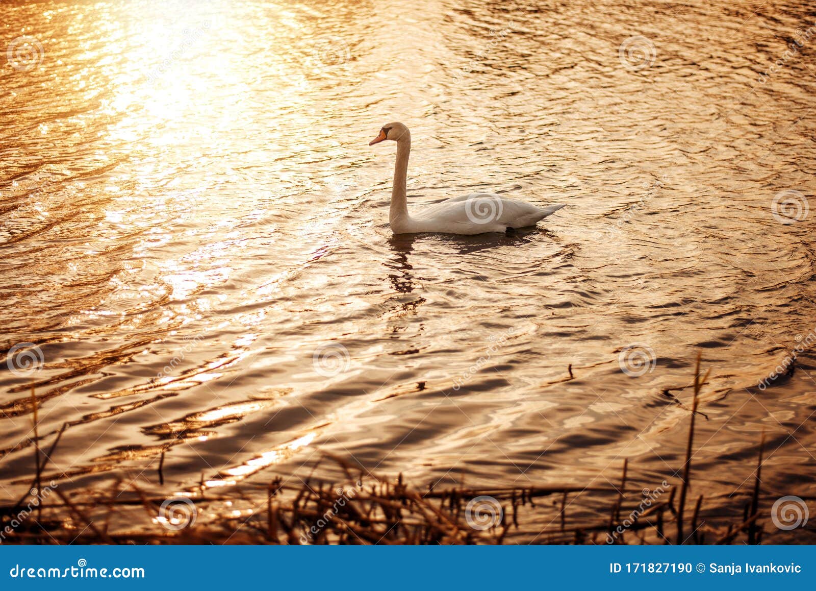 Shot of swan at sunset stock photo. Image of outdoors - 171827190