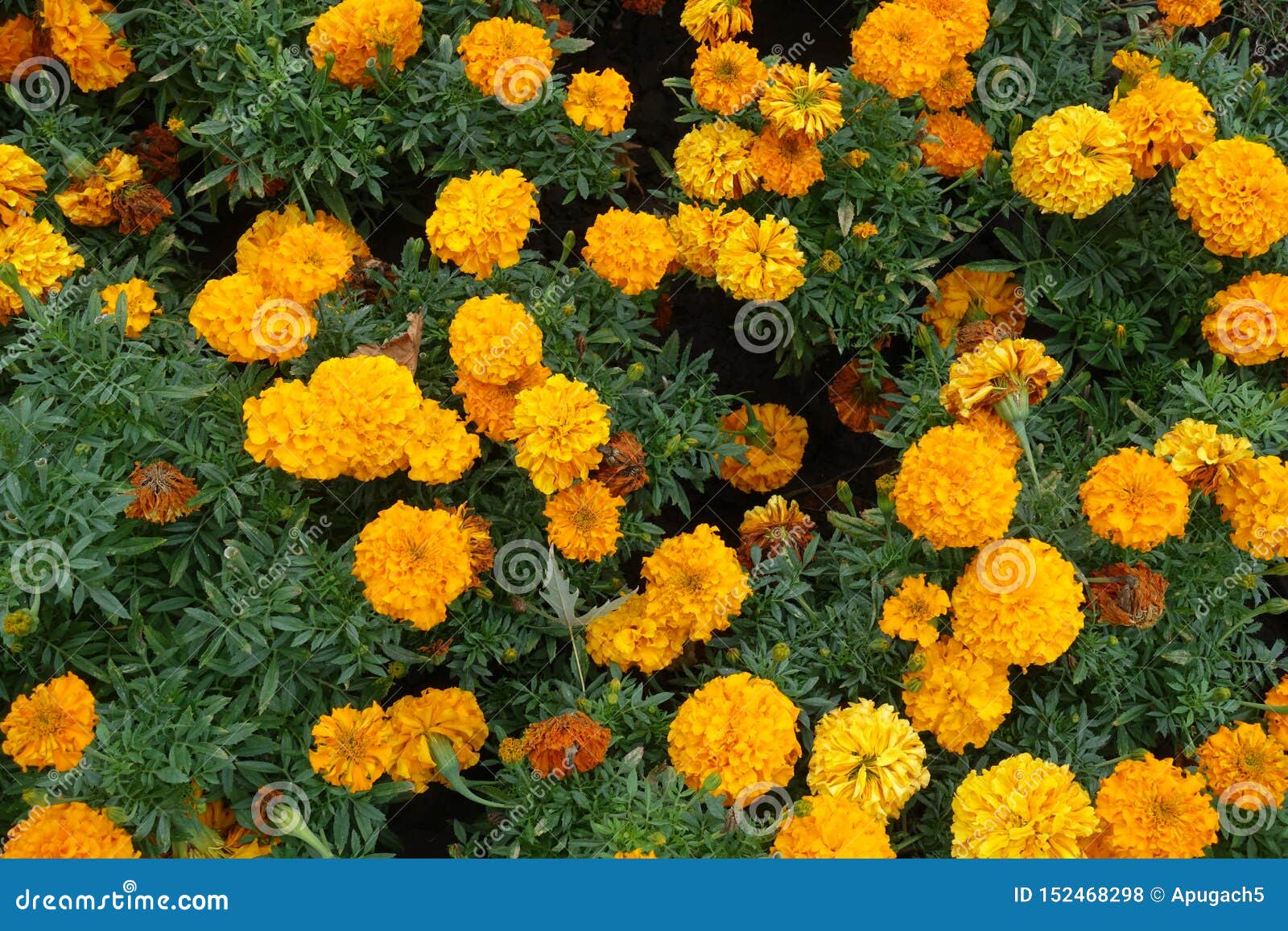 Shot of Tagetes Erecta with Orange Flowers Stock Photo - Image of ...