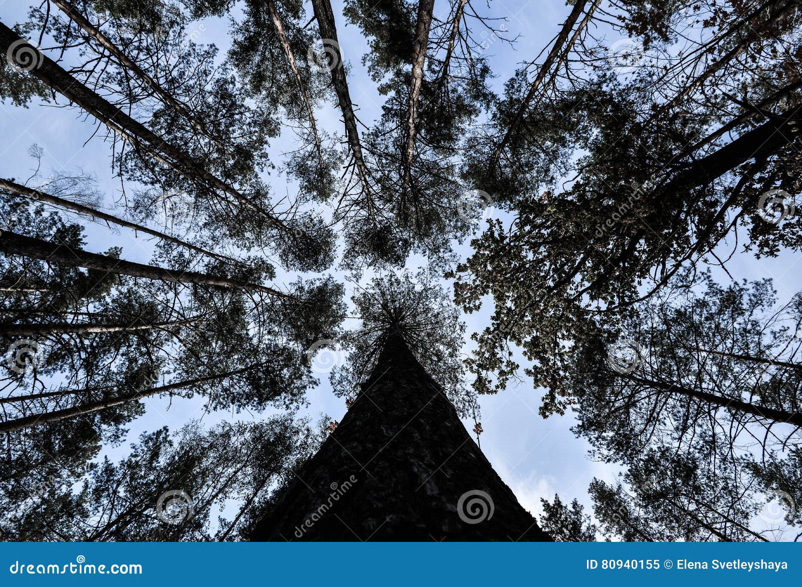 Shot of Tall Trees Framing the Sky in the Middle. Pine Trees Tops ...