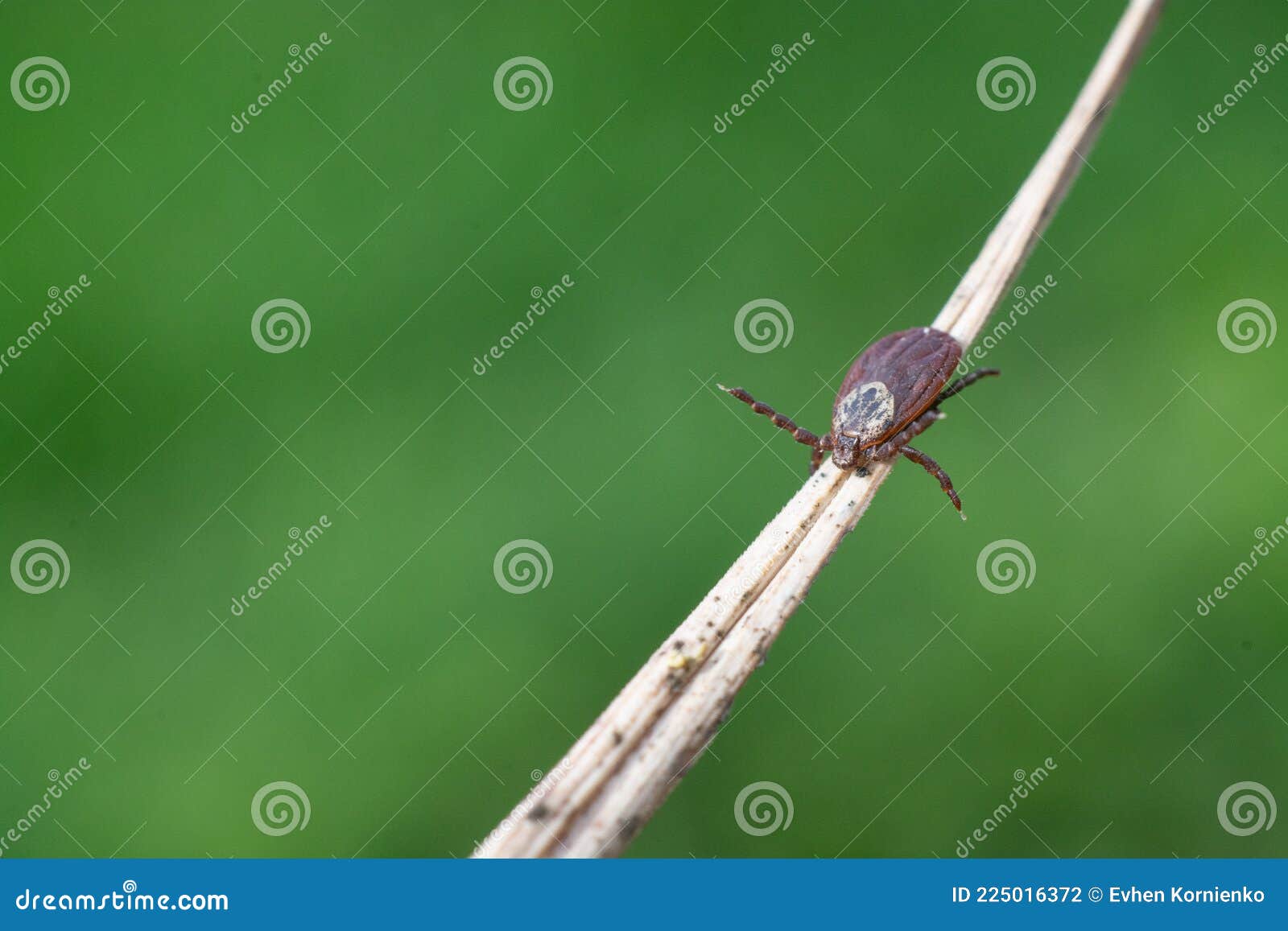 Tick on straw stock photo. Image of borreliosis, macro - 225016372