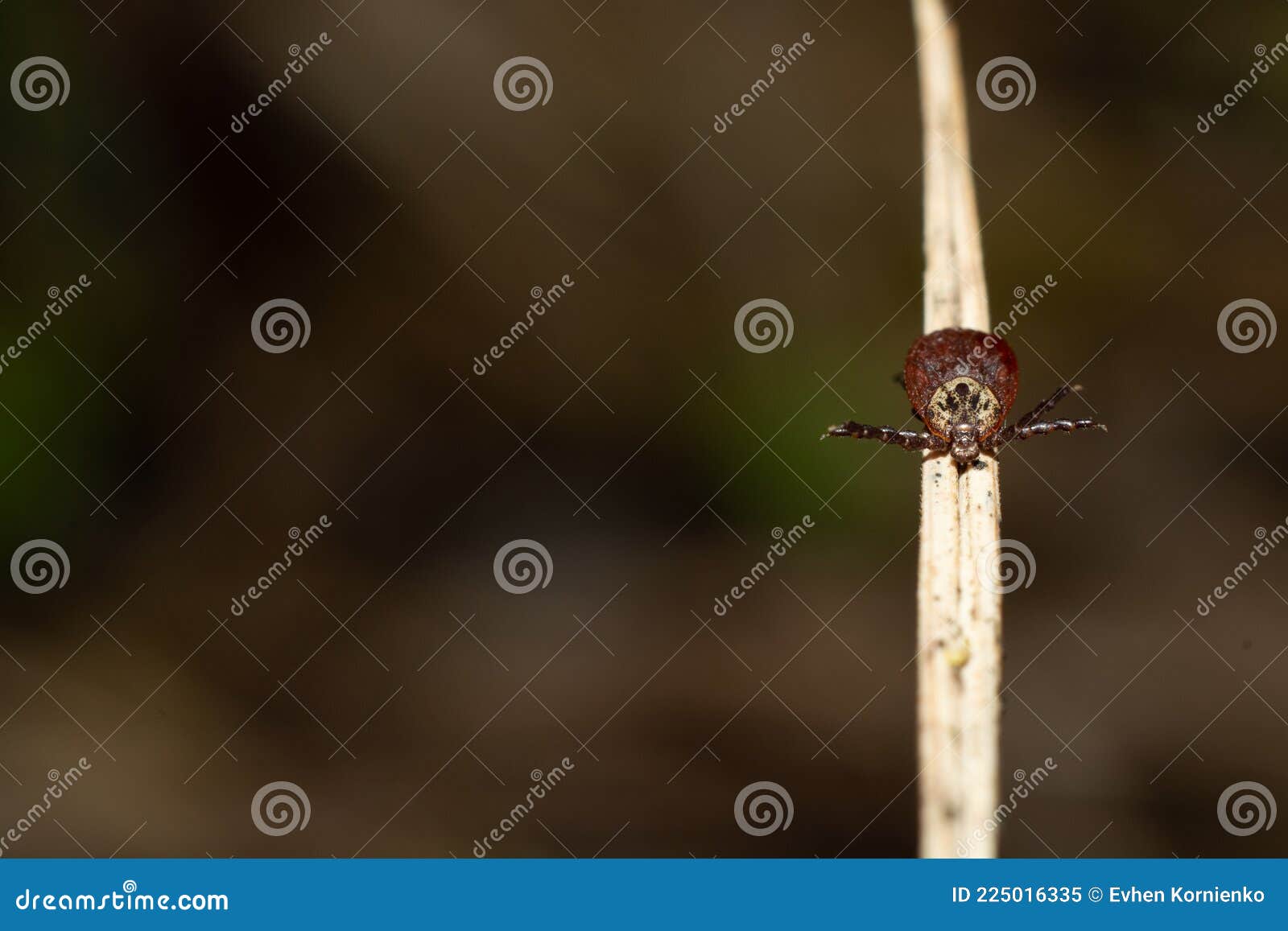 Tick on straw stock image. Image of nature, lyme, bite - 225016335